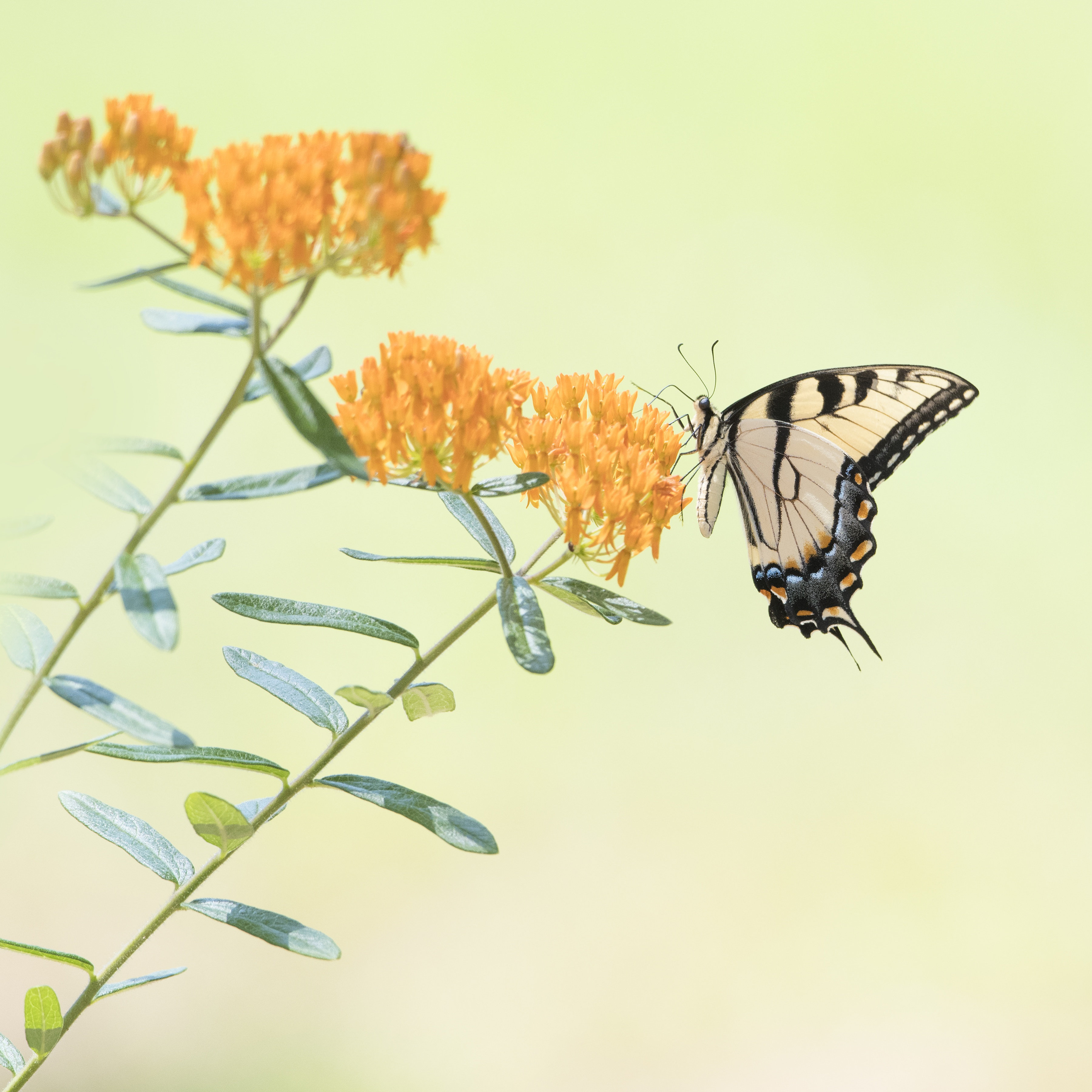 Gracie Oaks Butterfly Portrait III - Wayfair Canada