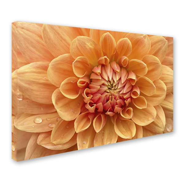 Wade Logan® Orange Dahlia On Canvas by Cora Niele Print & Reviews | Wayfair