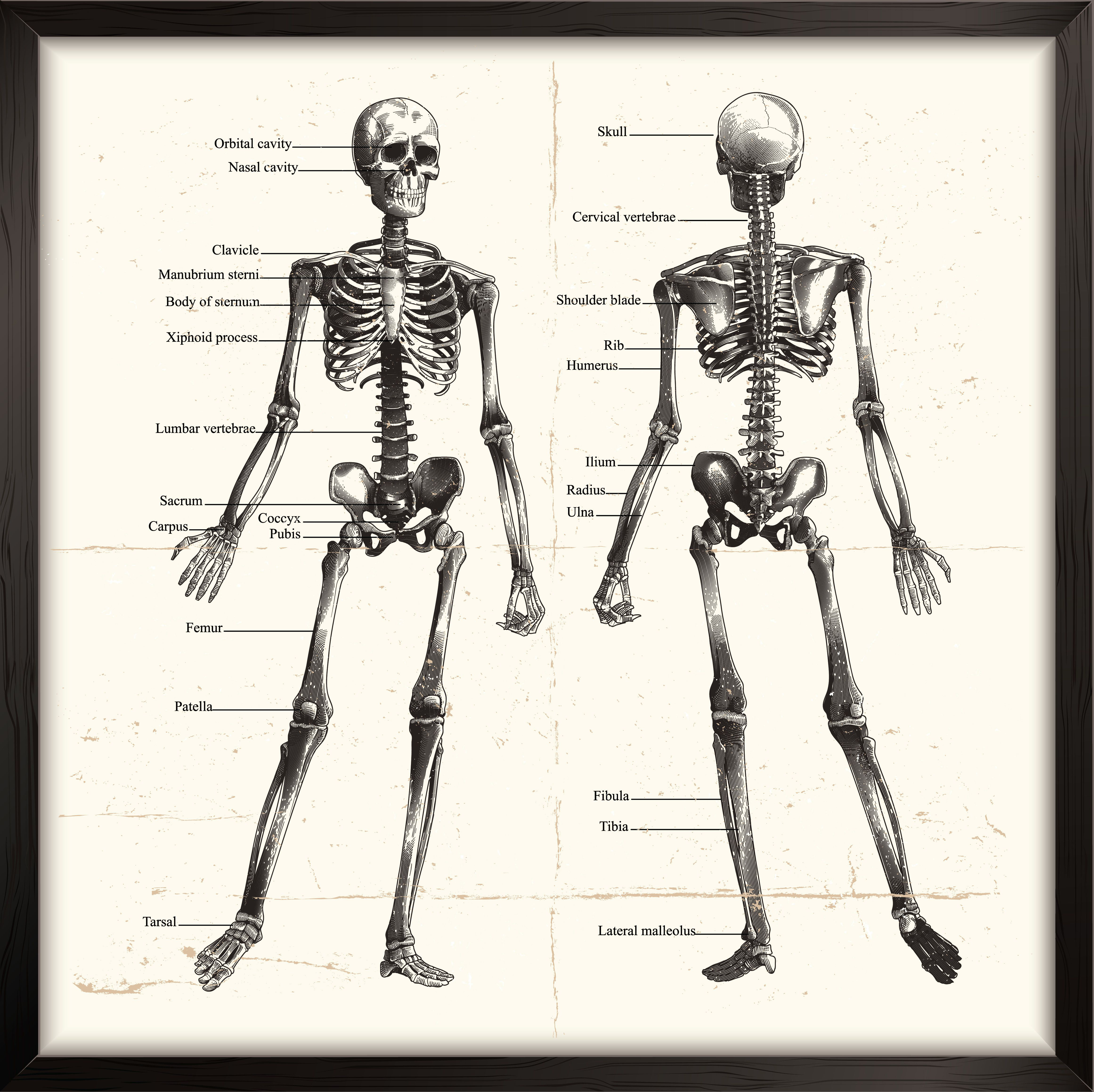 Trinx Human Skeleton, Engraving - Wayfair Canada