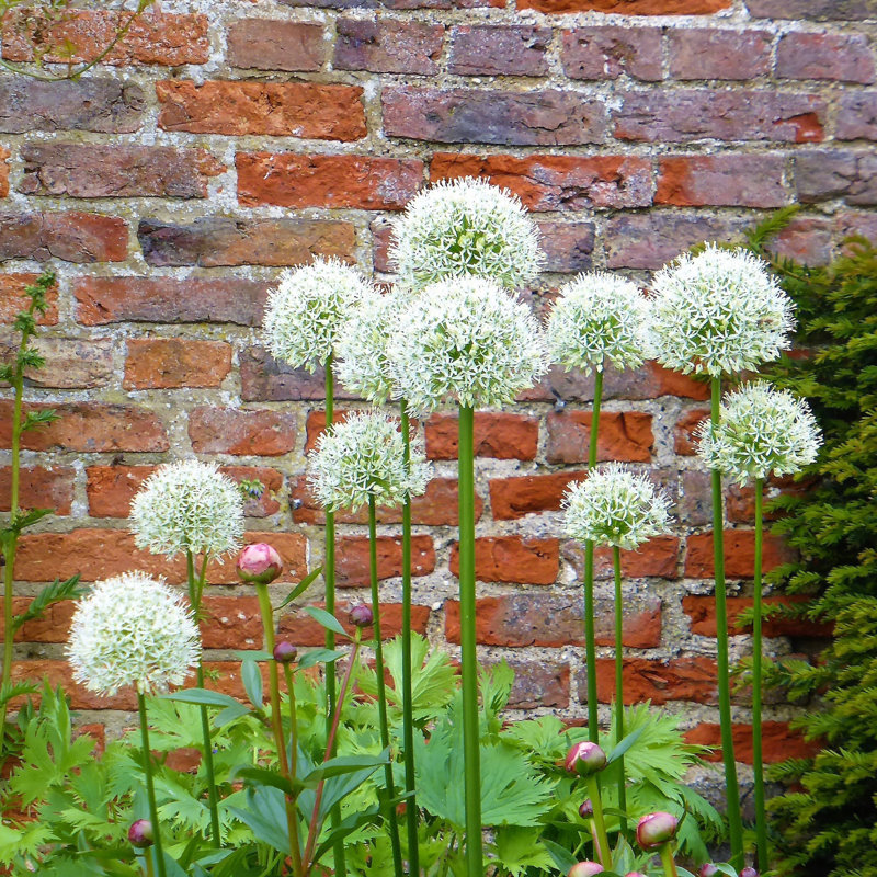 Touch of ECO Snow White Allium Graceful Beauty Flowers - 15 Bulbs ...