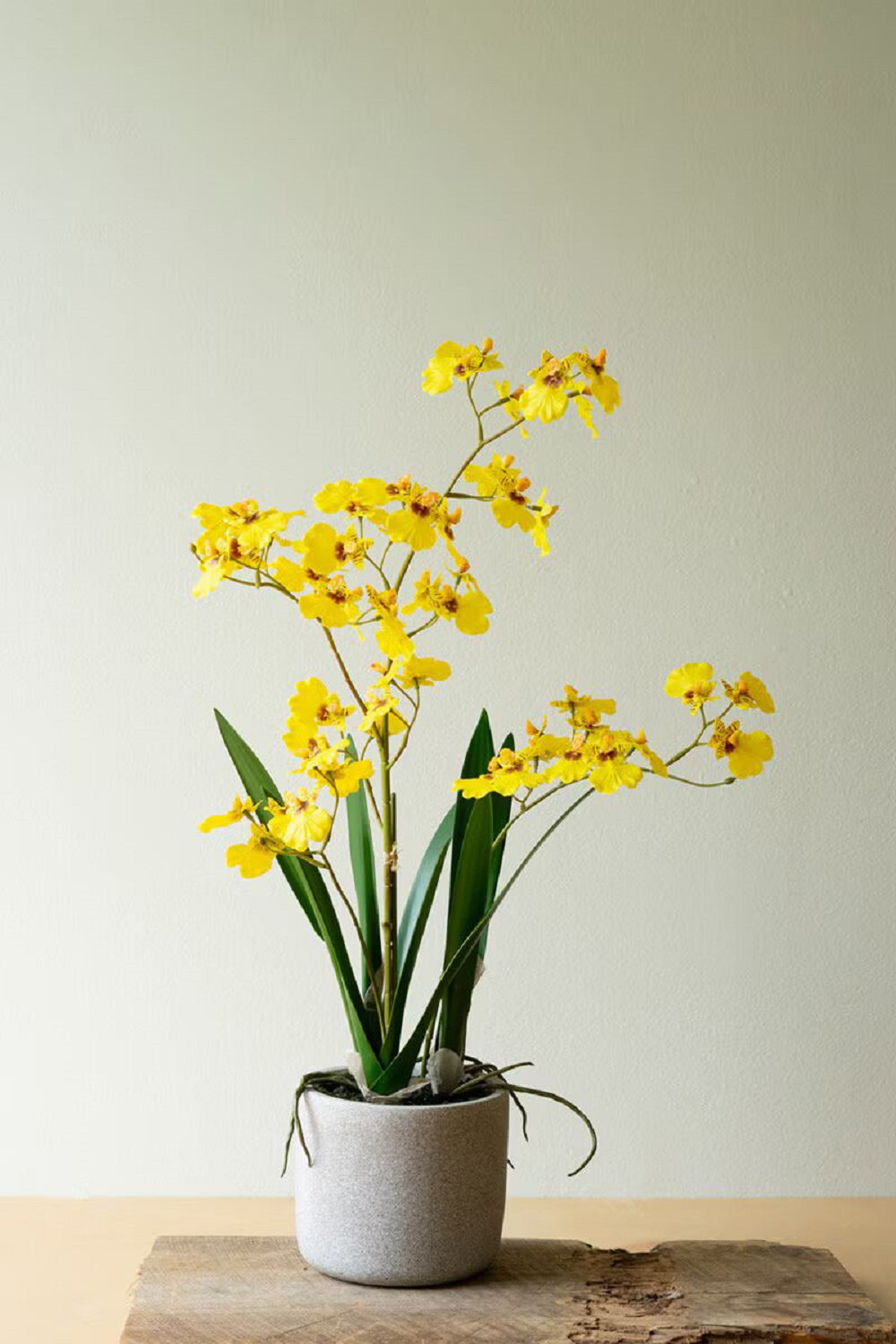 Primrue Artificial Yellow Oncidium Orchid In A Pot | Wayfair