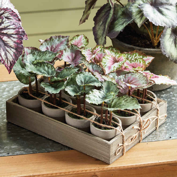 Freeport Park® Karcher Mini Begonia 5.5" Potted | Wayfair