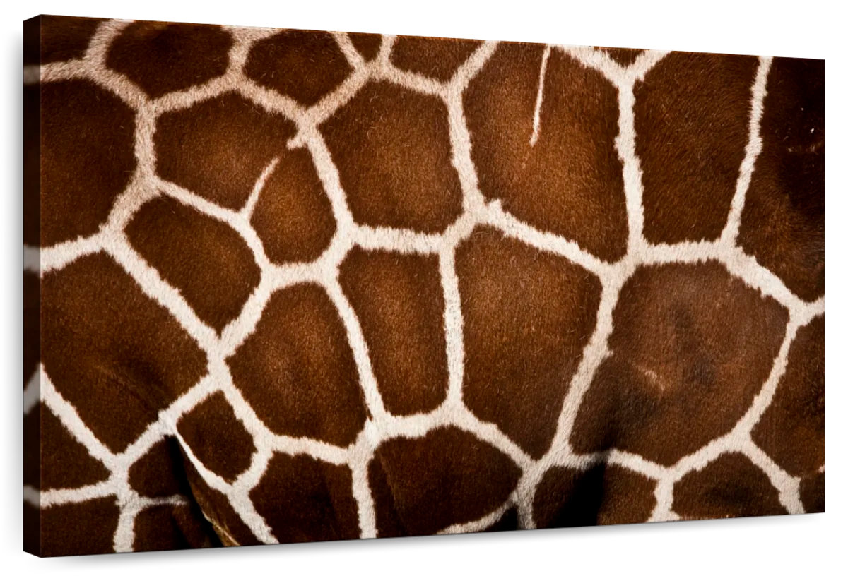 Ebern Designs Crowle Geometric Giraffe Abstract | Wayfair