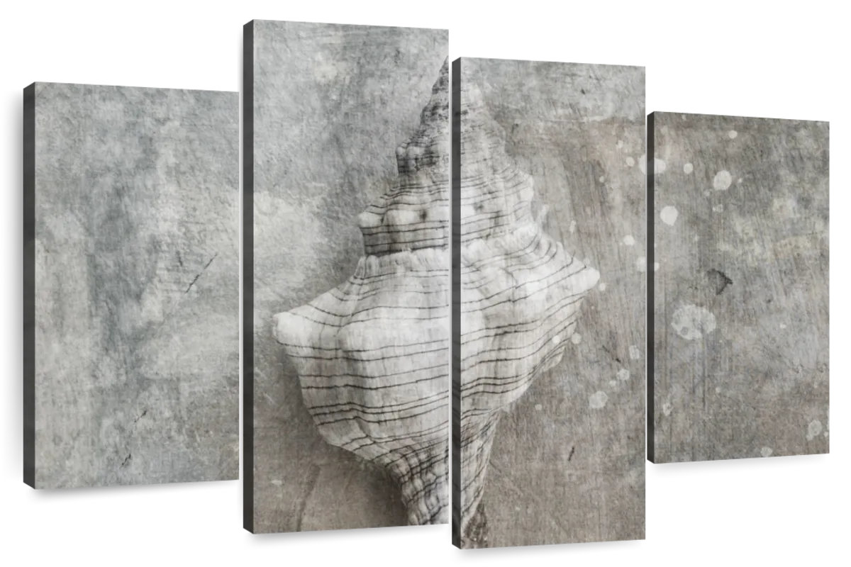 Breakwater Bay Aletra Conch Gray Seashell | Wayfair