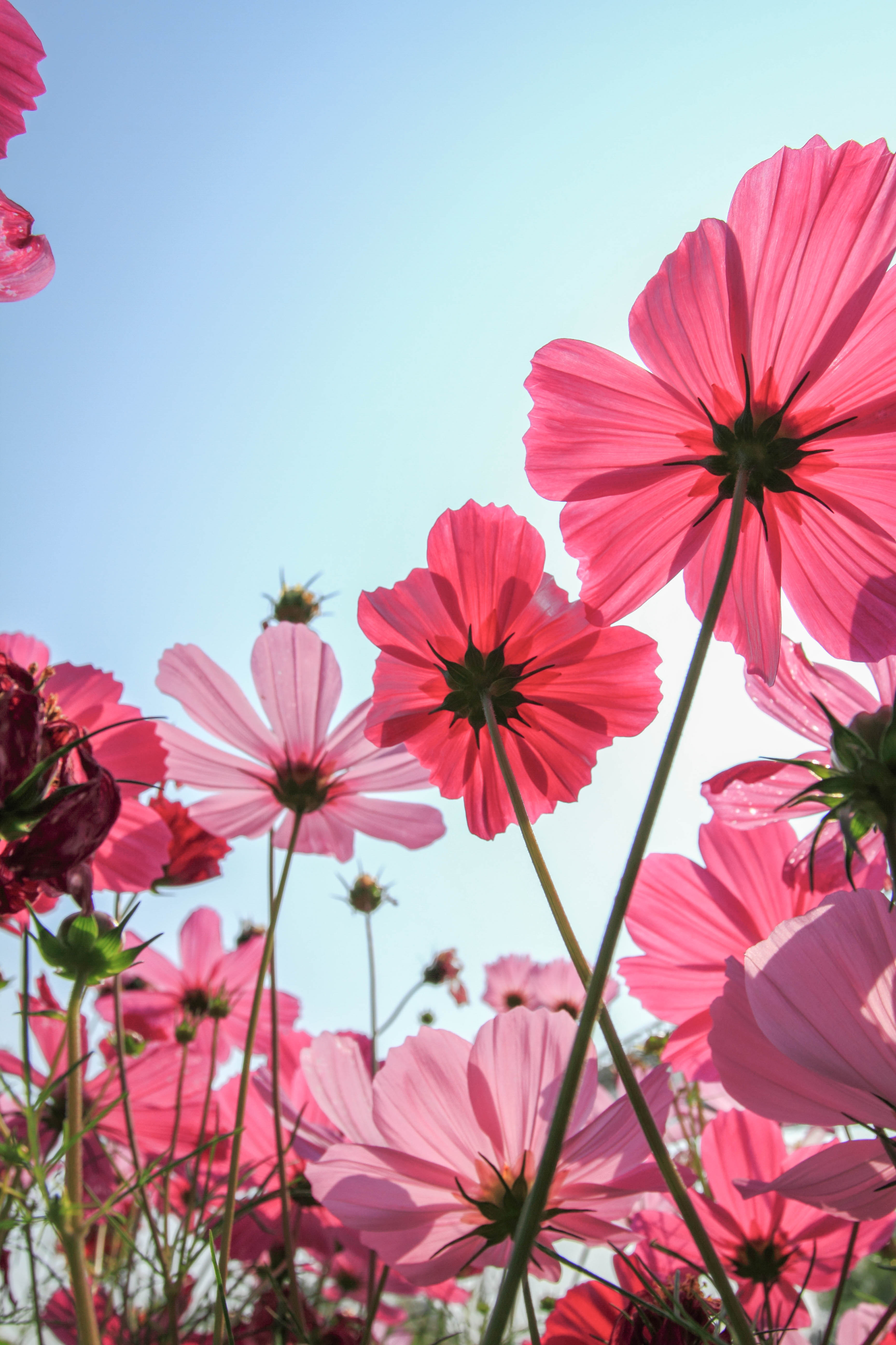 Ebern Designs Kharla Flower In Gardens by Kongdigital - Wayfair Canada