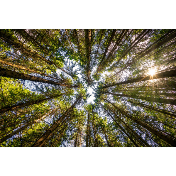 Millwood Pines View Of Trees On Canvas by Nastco Print - Wayfair Canada