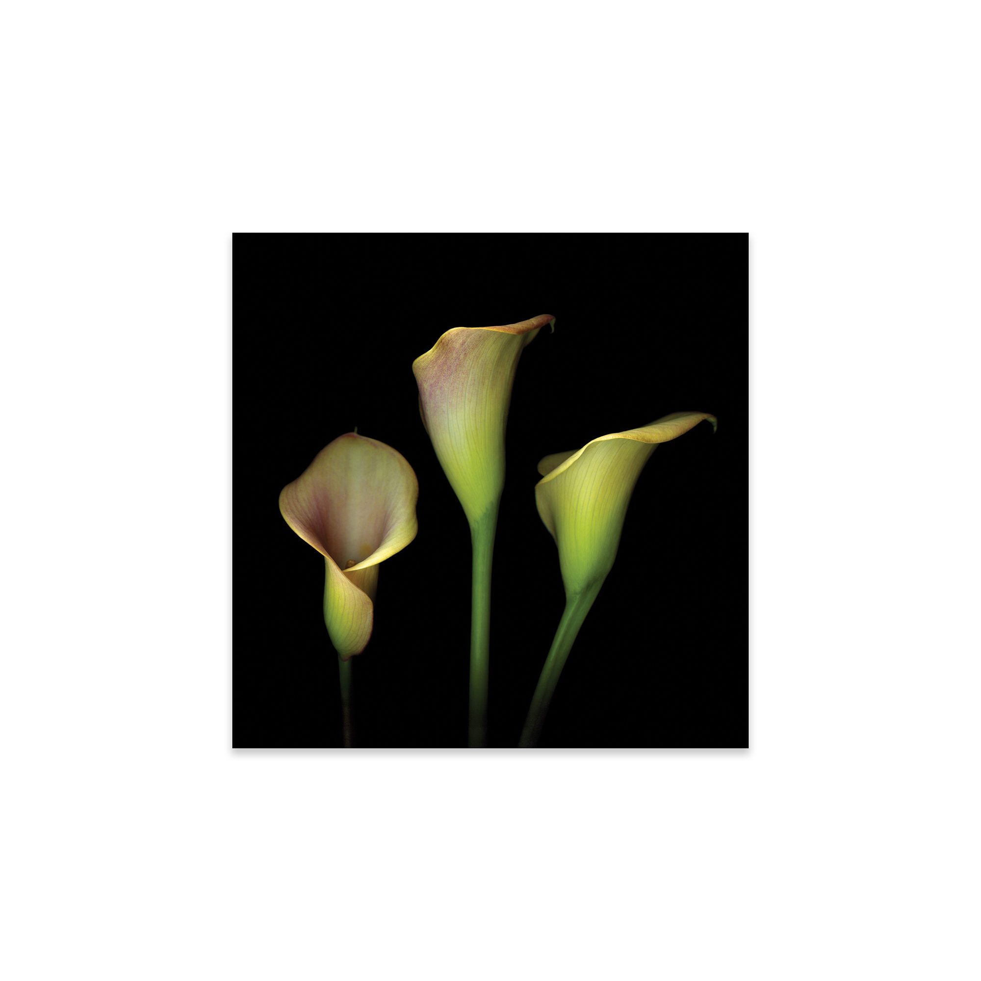 Ebern Designs The Usual Suspects by Magda Indigo - No Frame Painting ...