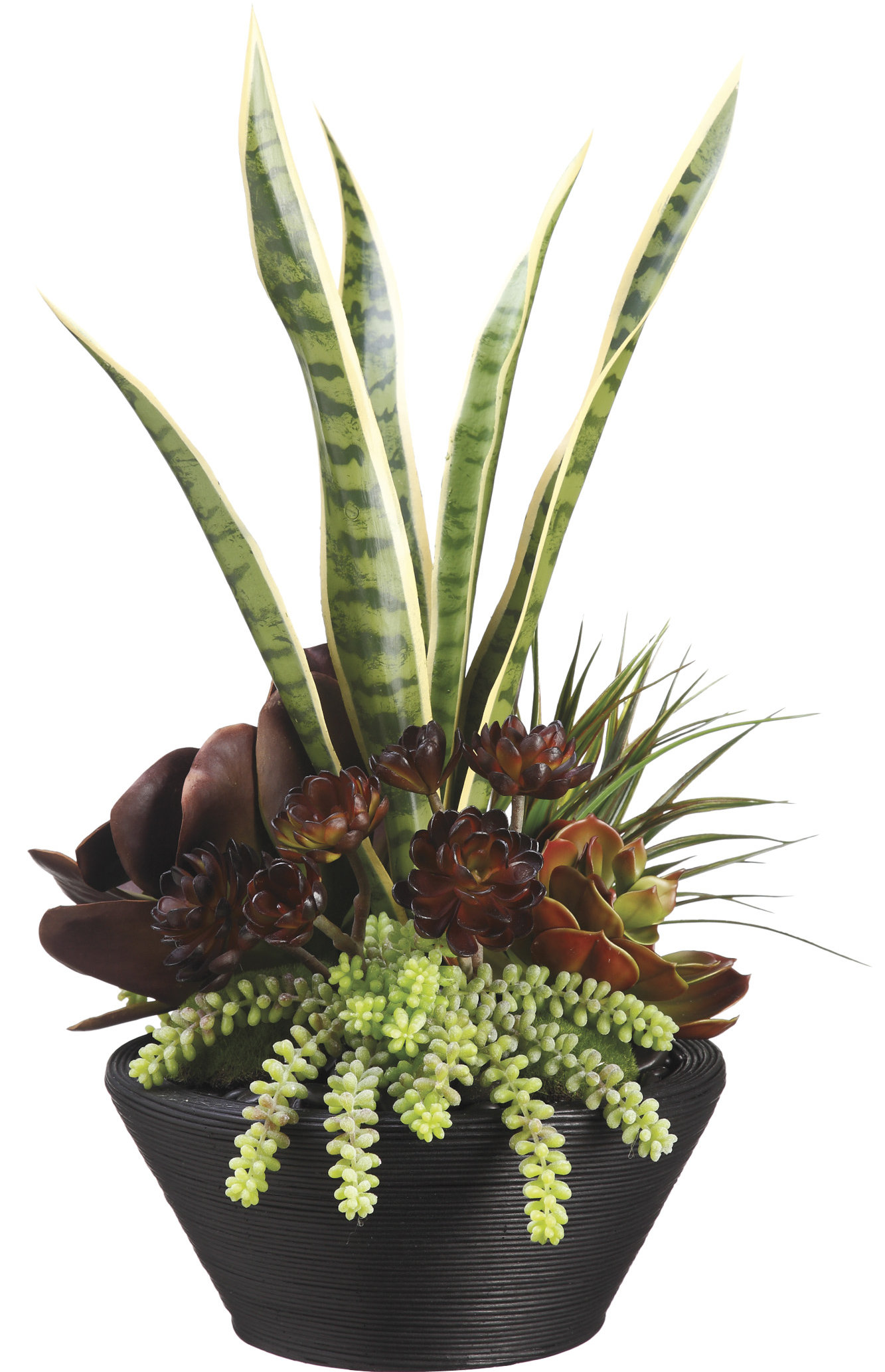 Orren Ellis Plant/Echeveria in Bamboo Bowl | Wayfair
