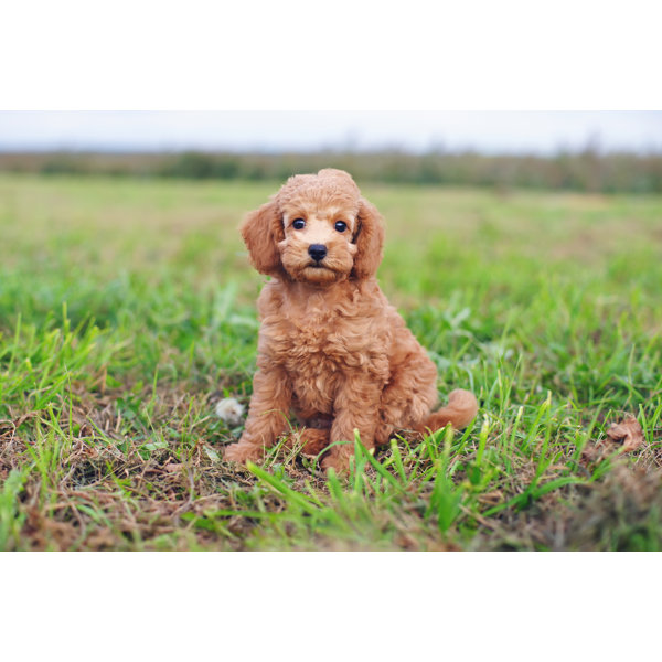 Ebern Designs Cute Red Toy Poodle Puppy Sitting Outdoors on Green Grass ...