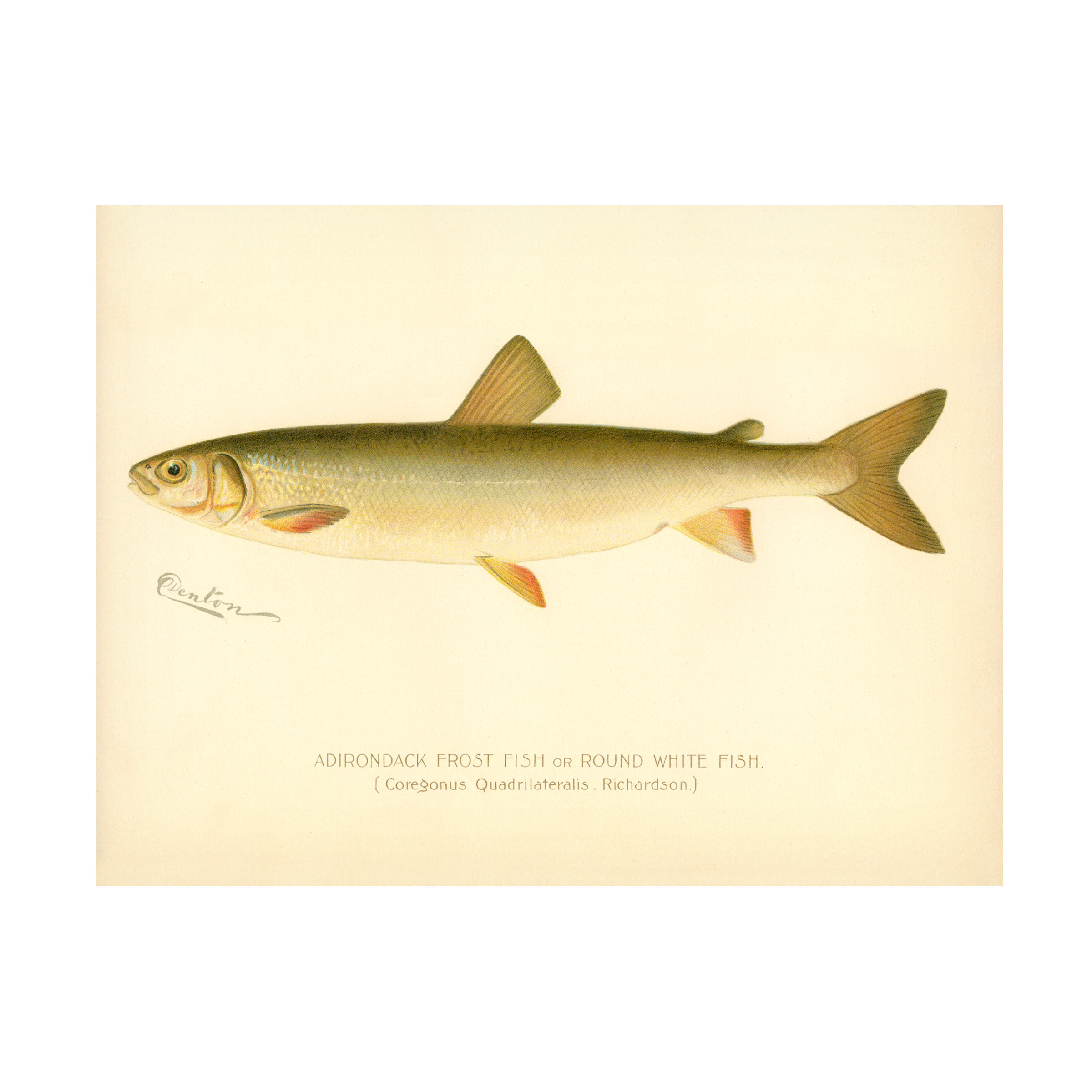 Highland Dunes Print Collection 'Adirondack Frost Fish' Canvas Art ...