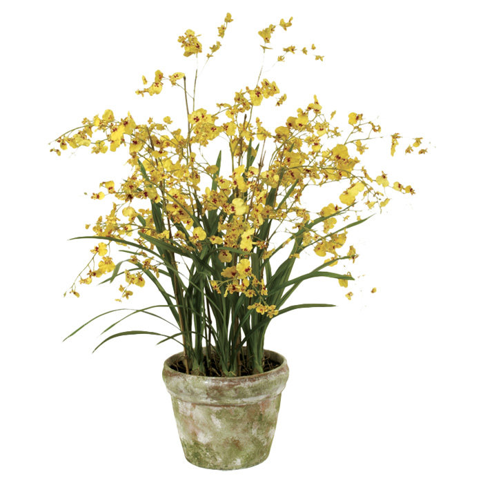 Winward Silks Potted Dancing Orchid Floral Arrangement in Pot | Wayfair
