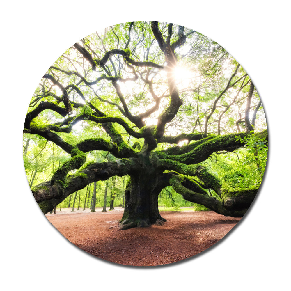DecorumBY Tree of Strength - Photograph on Paper | Wayfair