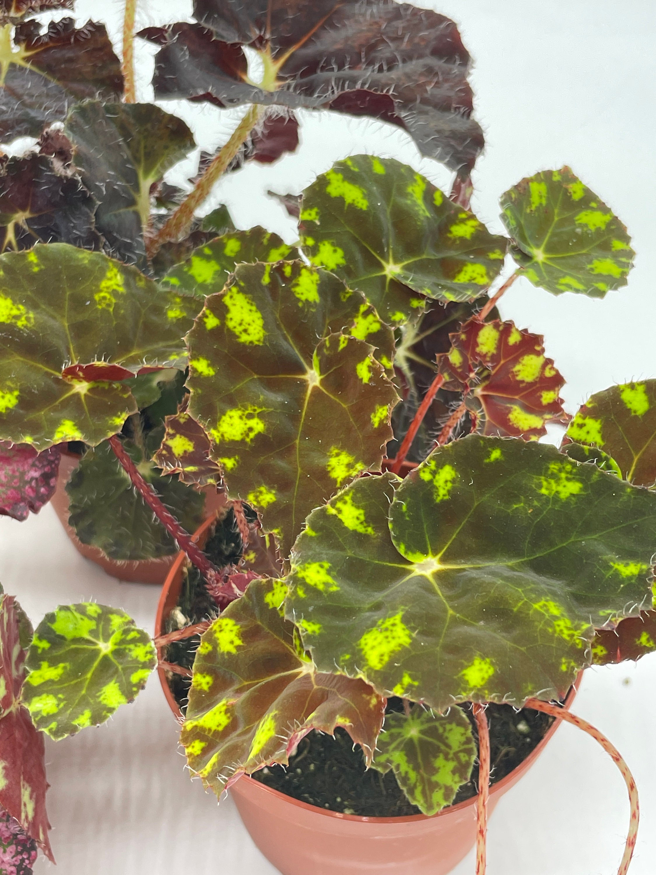 Florida House Plants Set Of 3 Painted-Leaf Begonia 4 Inch | Wayfair