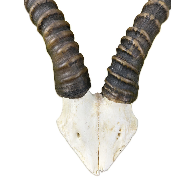 Union Rustic Khushveer Real Blesbok Antelope Skull V-Shape | Wayfair