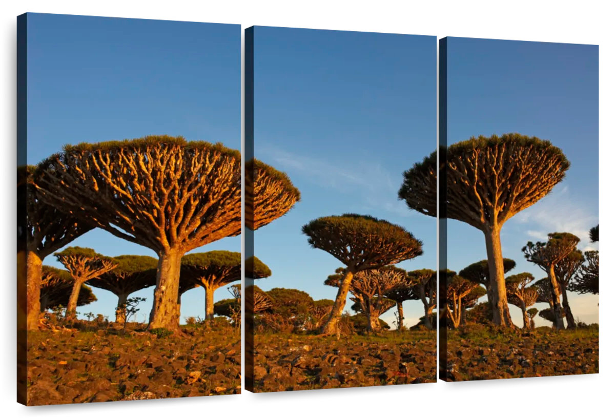 Winston Porter Socotra Island Trees - Wayfair Canada