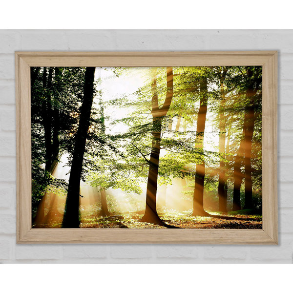 Union Rustic Treeline Sunbeam - Single Picture Frame Art Prints ...