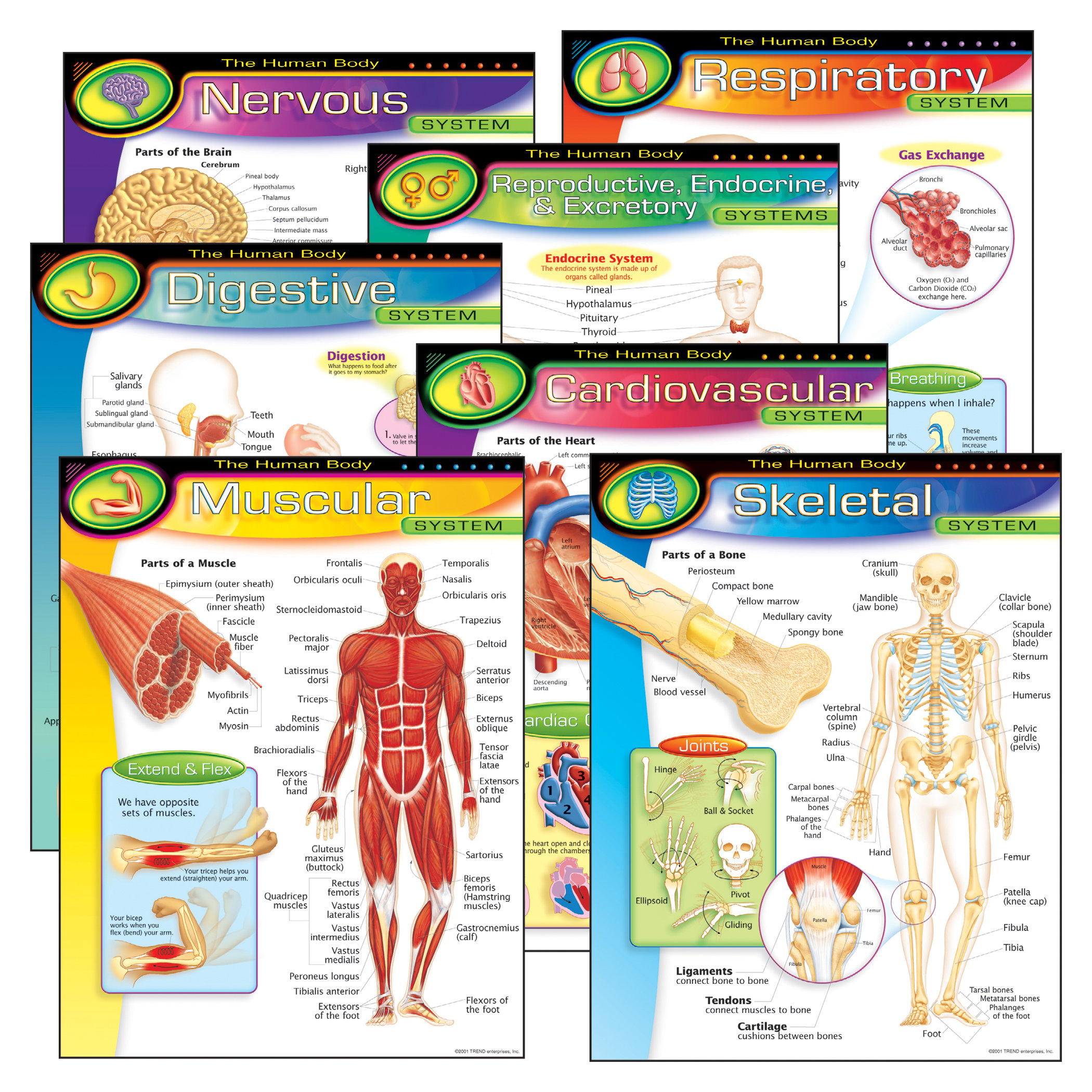 TREND enterprises, Inc. The Human Body Learning Charts Combo Pack | Wayfair