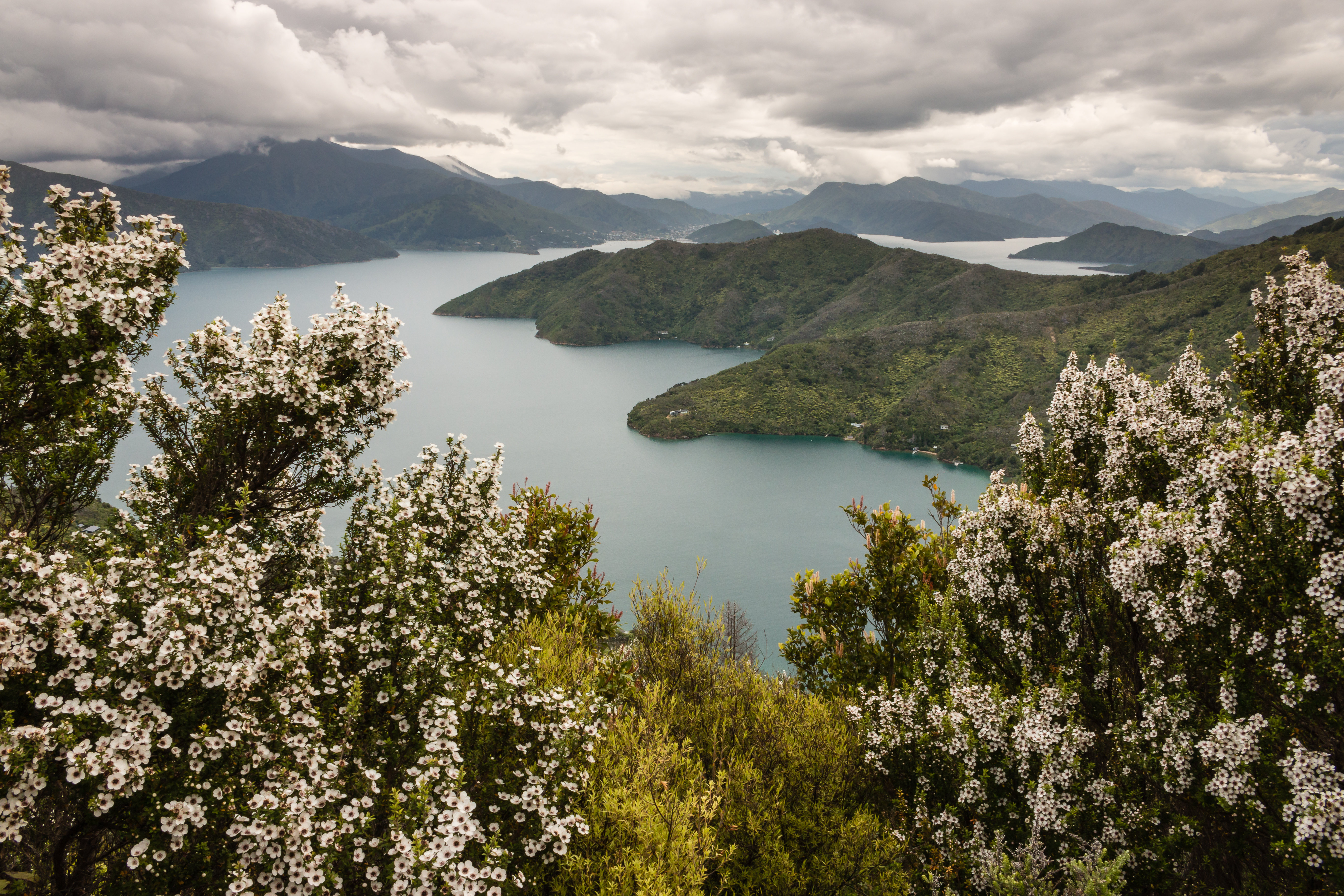 Alpen Home Manuka Trees Above Queen Charlotte Sound | Wayfair.ie