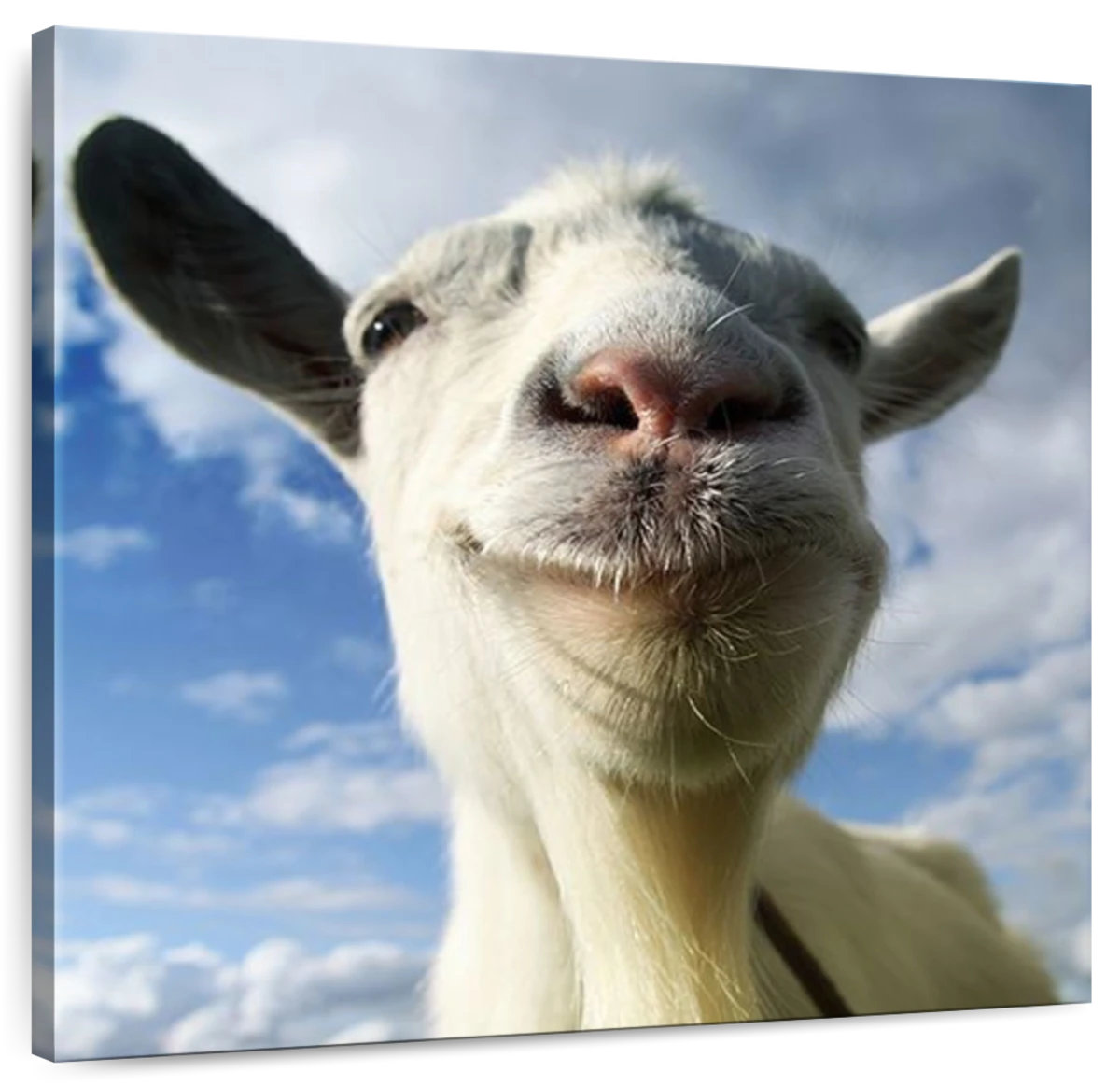 Elephant Stock Nosy Goat | Wayfair