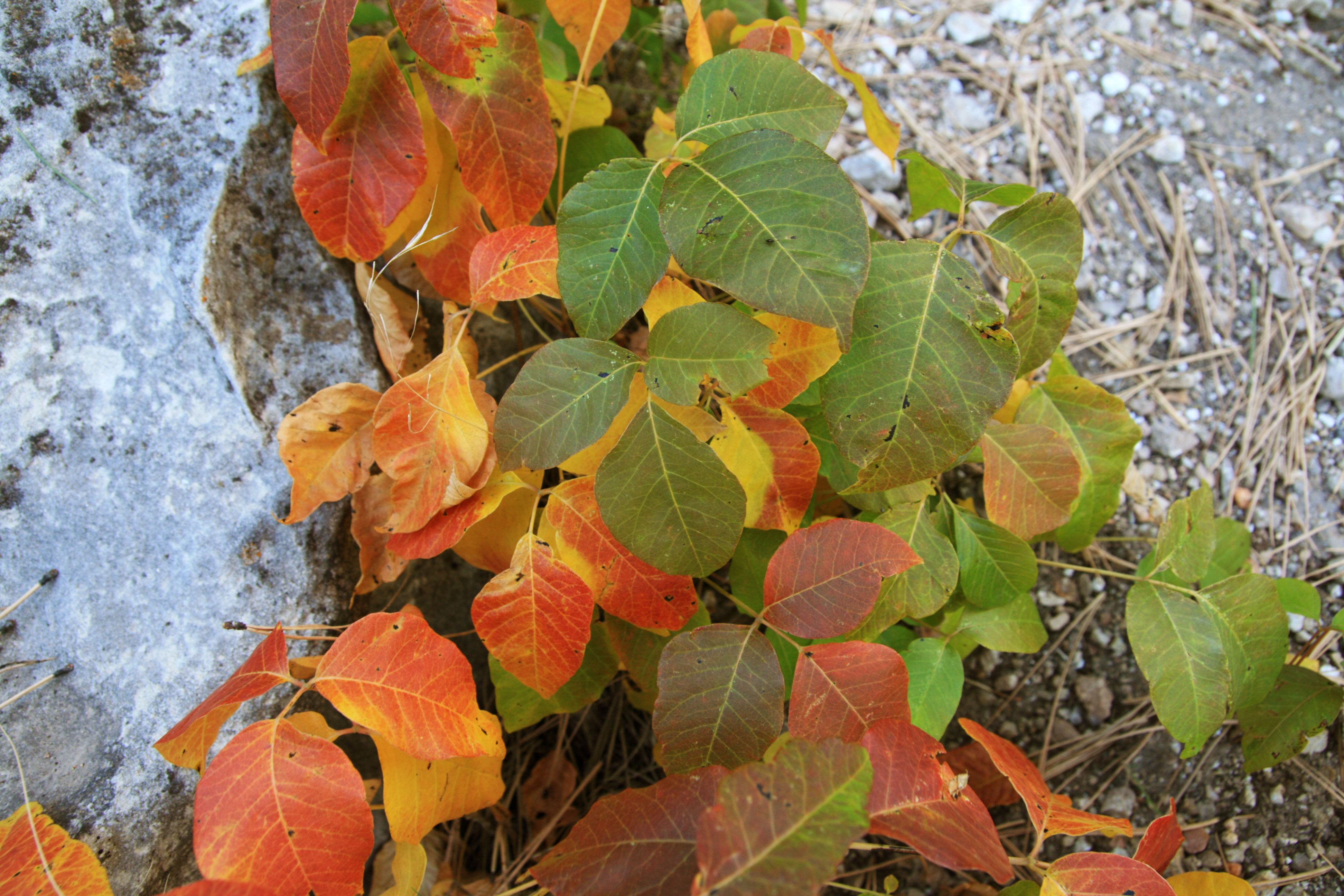 Ebern Designs Fall Poison Ivy by Pancaketom - Wrapped Canvas Photograph ...
