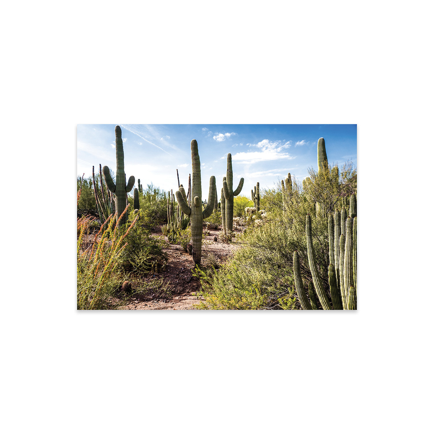 Millwood Pines Into the Desert by Bill Carson - No Frame Painting | Wayfair