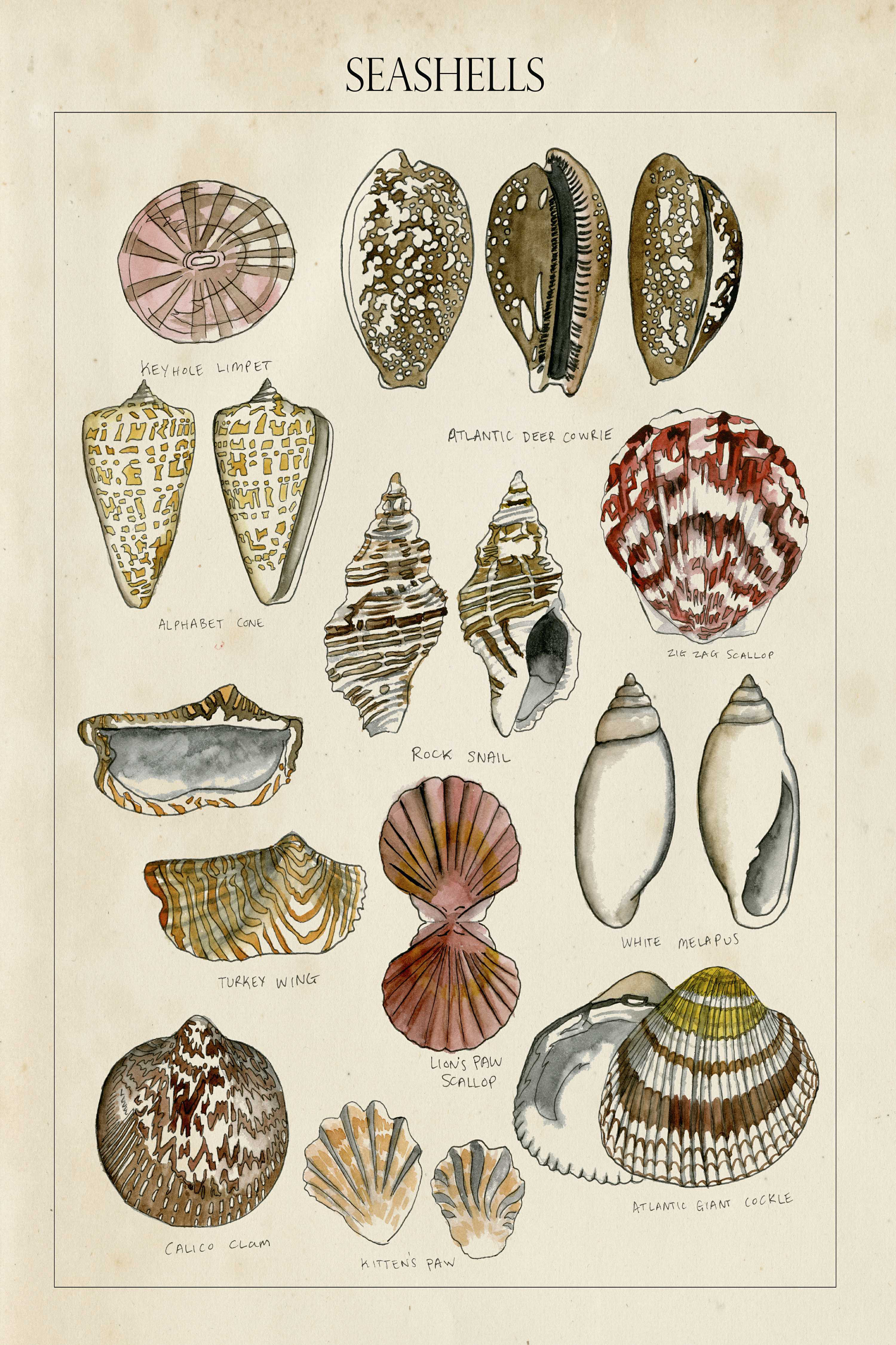 Rosecliff Heights Seashell Sketch I | Wayfair