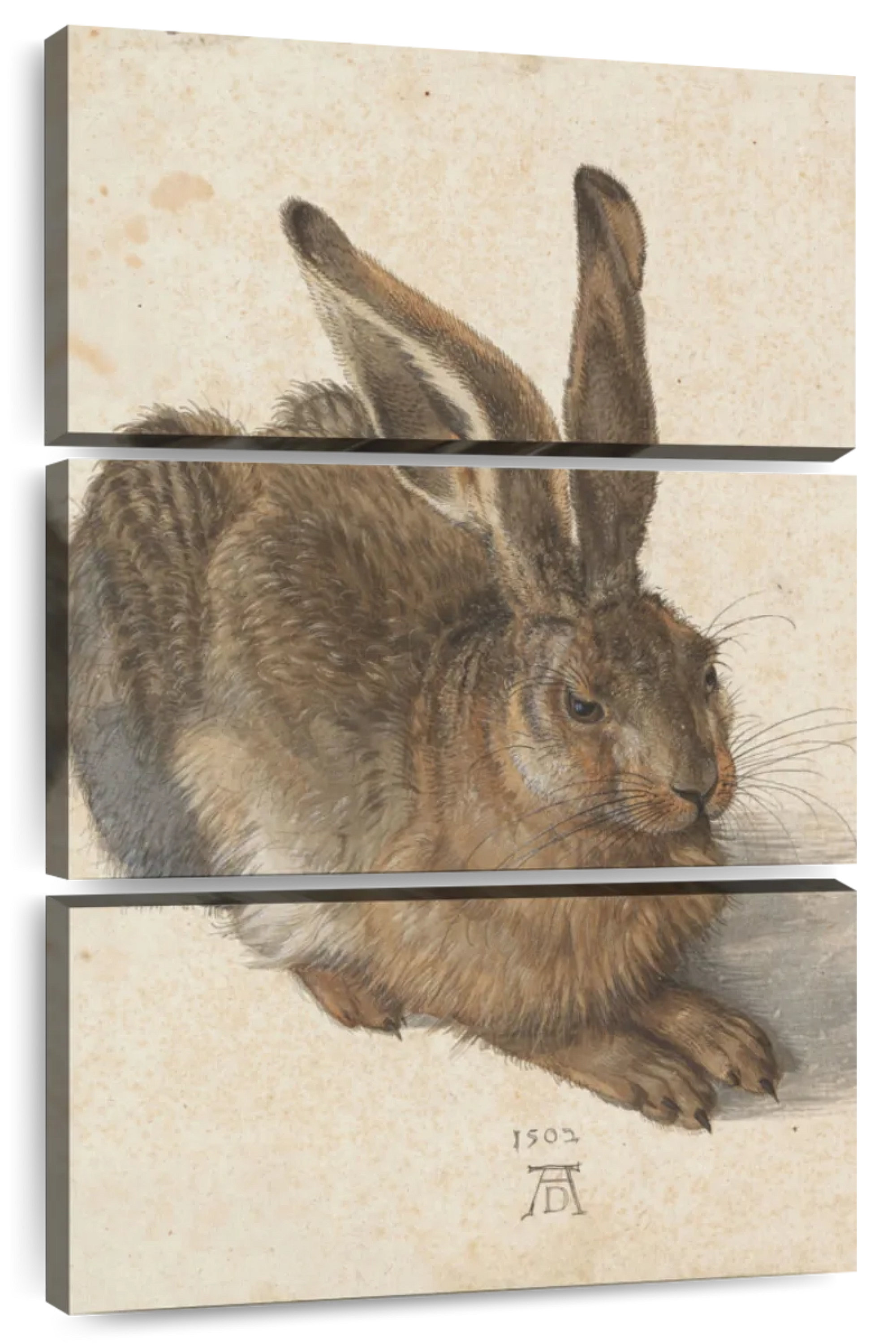 Elephant Stock Young Hare | Wayfair