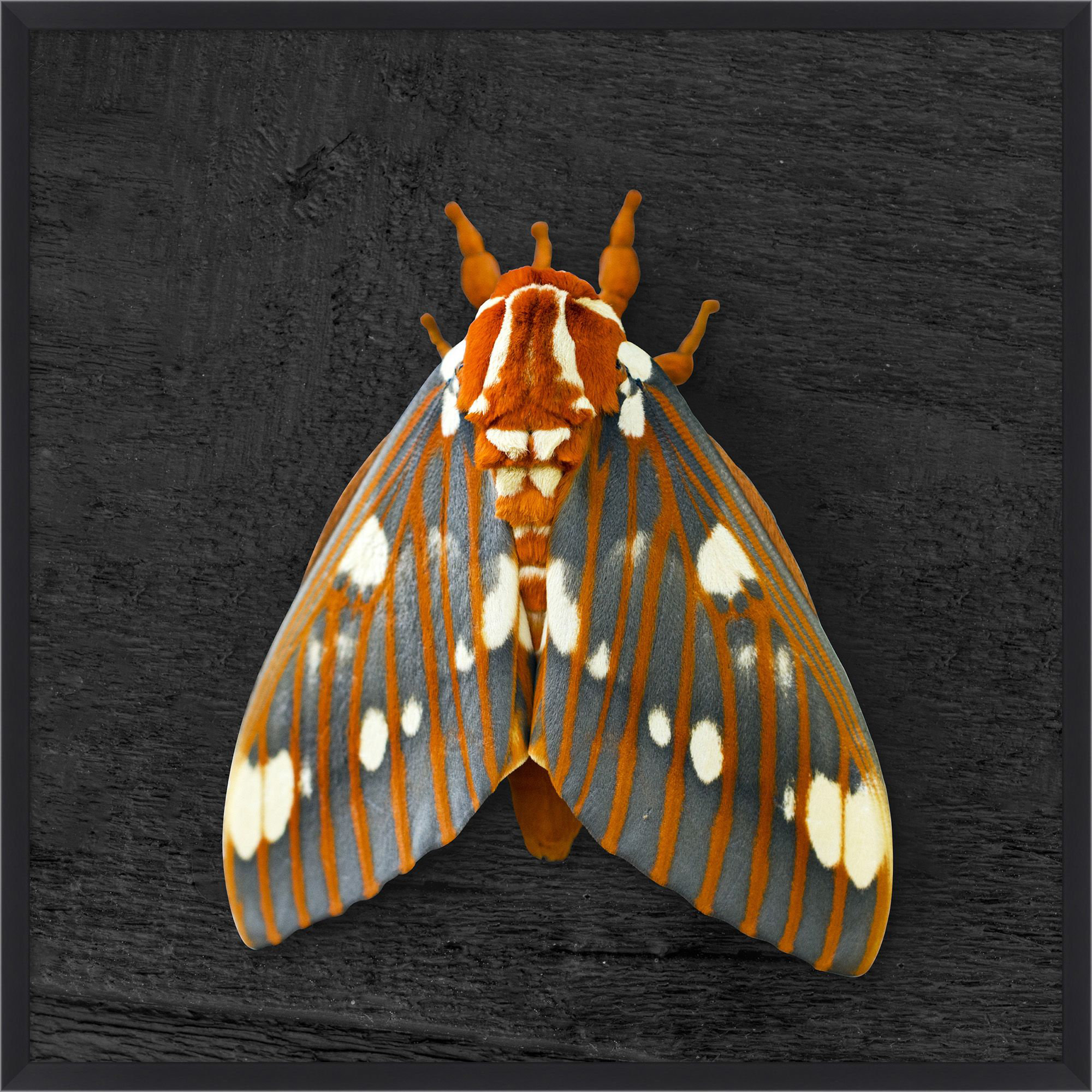 Wendover Art Group Regal Moth 2 | Wayfair