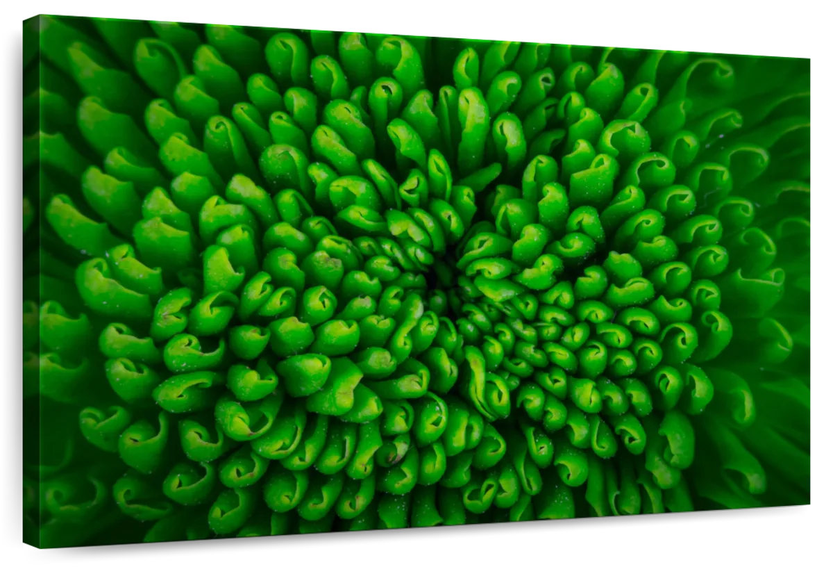 Elephant Stock Flourishing Green Plant - Wayfair Canada