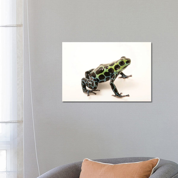 Ivy Bronx A Splash-Back Poison Frog At The Houston Zoo | Wayfair.co.uk