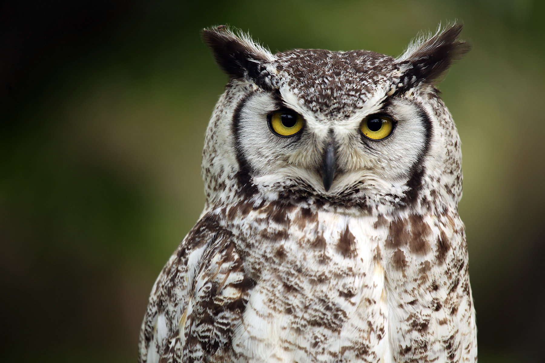 Millwood Pines Closeup of a Grumpy Looking Owl - Wrapped Canvas ...