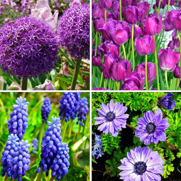 Touch of ECO Beautiful Blue Blooms Flower Garden Collection - 40 Bulbs ...