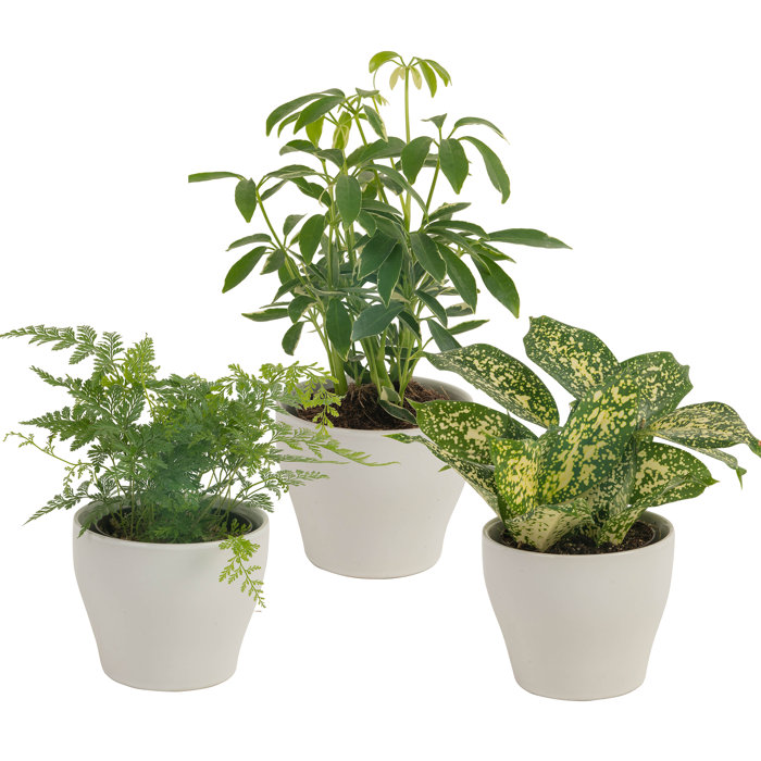Costa Farms 3 Piece Costa Farms Clean Air Live Plant Collection in ...