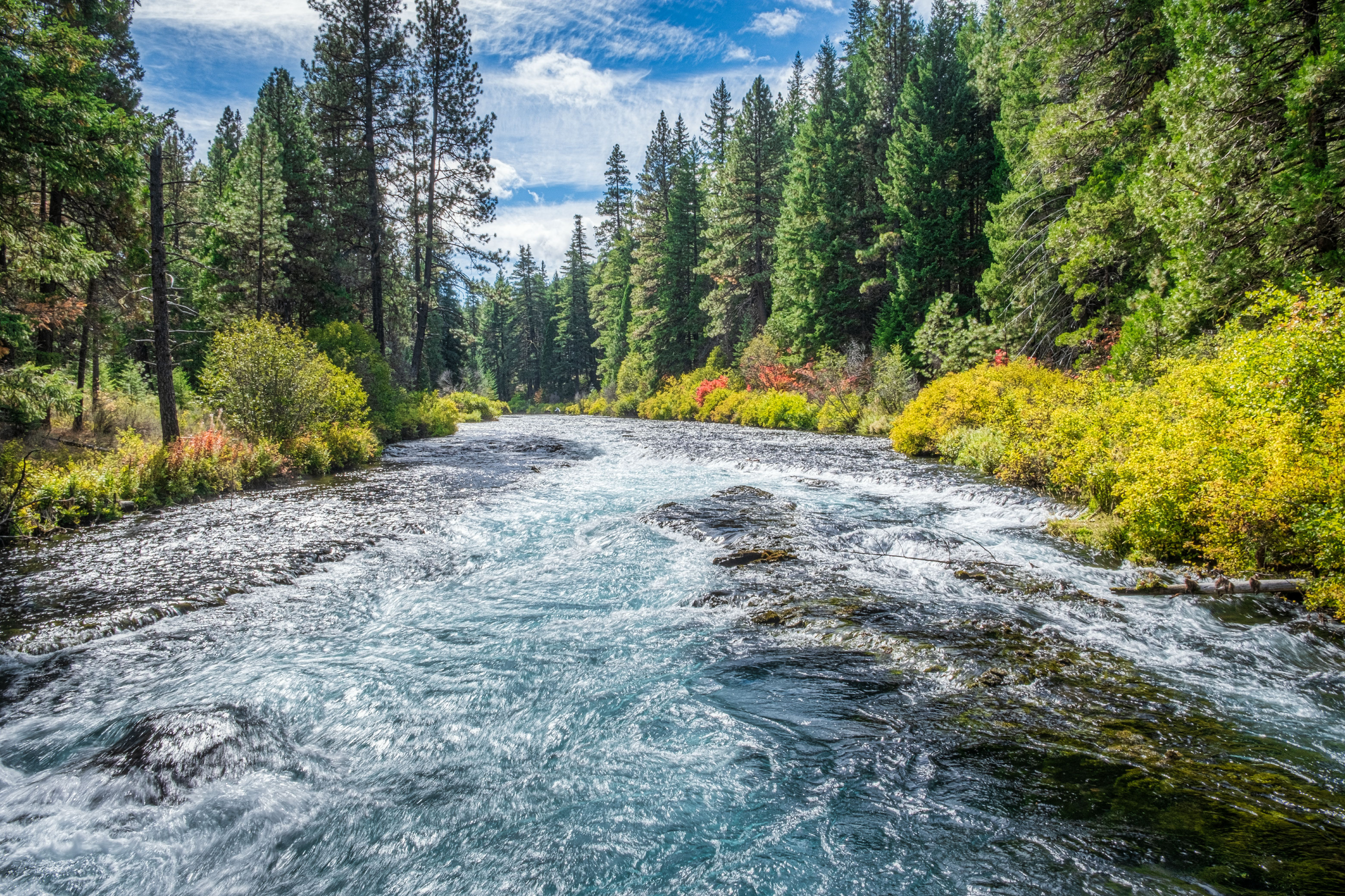Millwood Pines Airron Metolius River by Don Miller - Wrapped Canvas ...