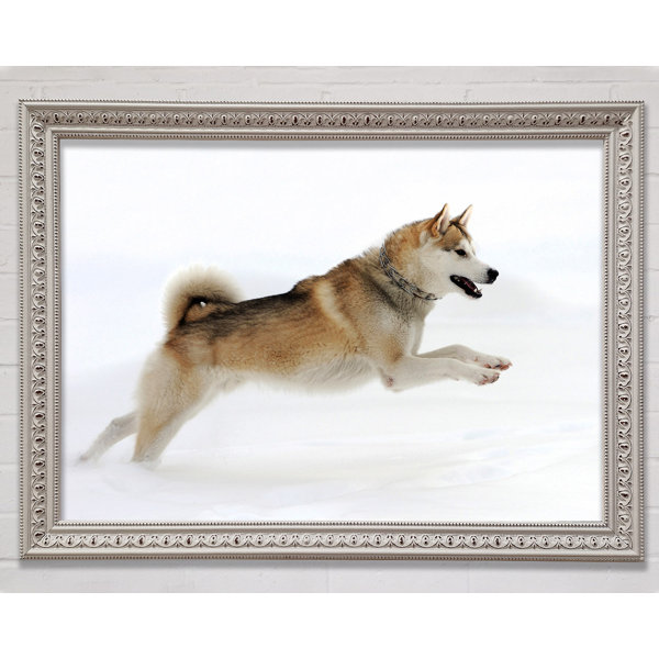 Bright Star Husky Dog Snow Play - Single Picture Frame Art Prints ...