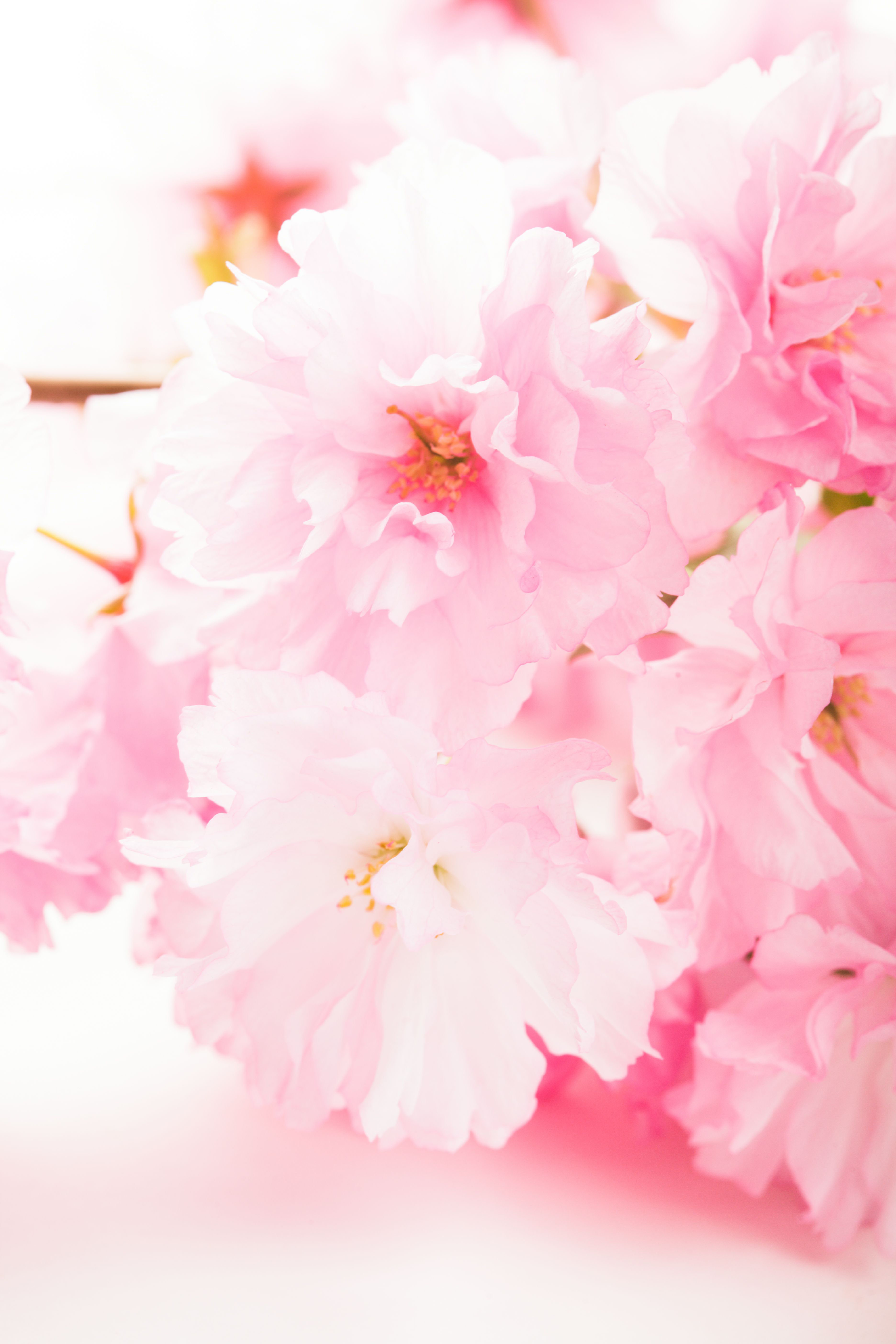 Ebern Designs Pink Flowers by Oksix - Wrapped Canvas Photograph | Wayfair