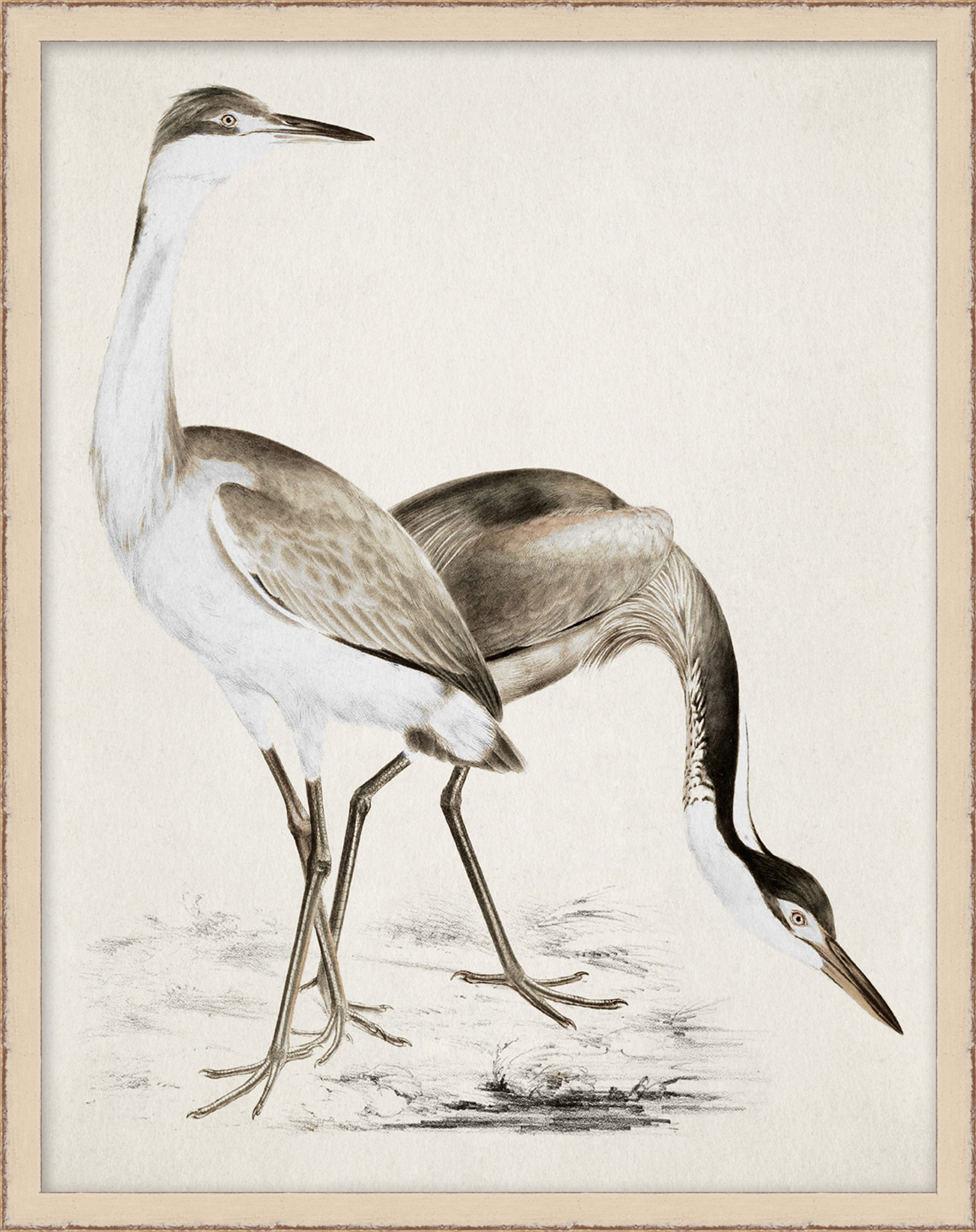 Wendover Art Group Coastal Bird Impression " Coastal Bird Impression 1 ...
