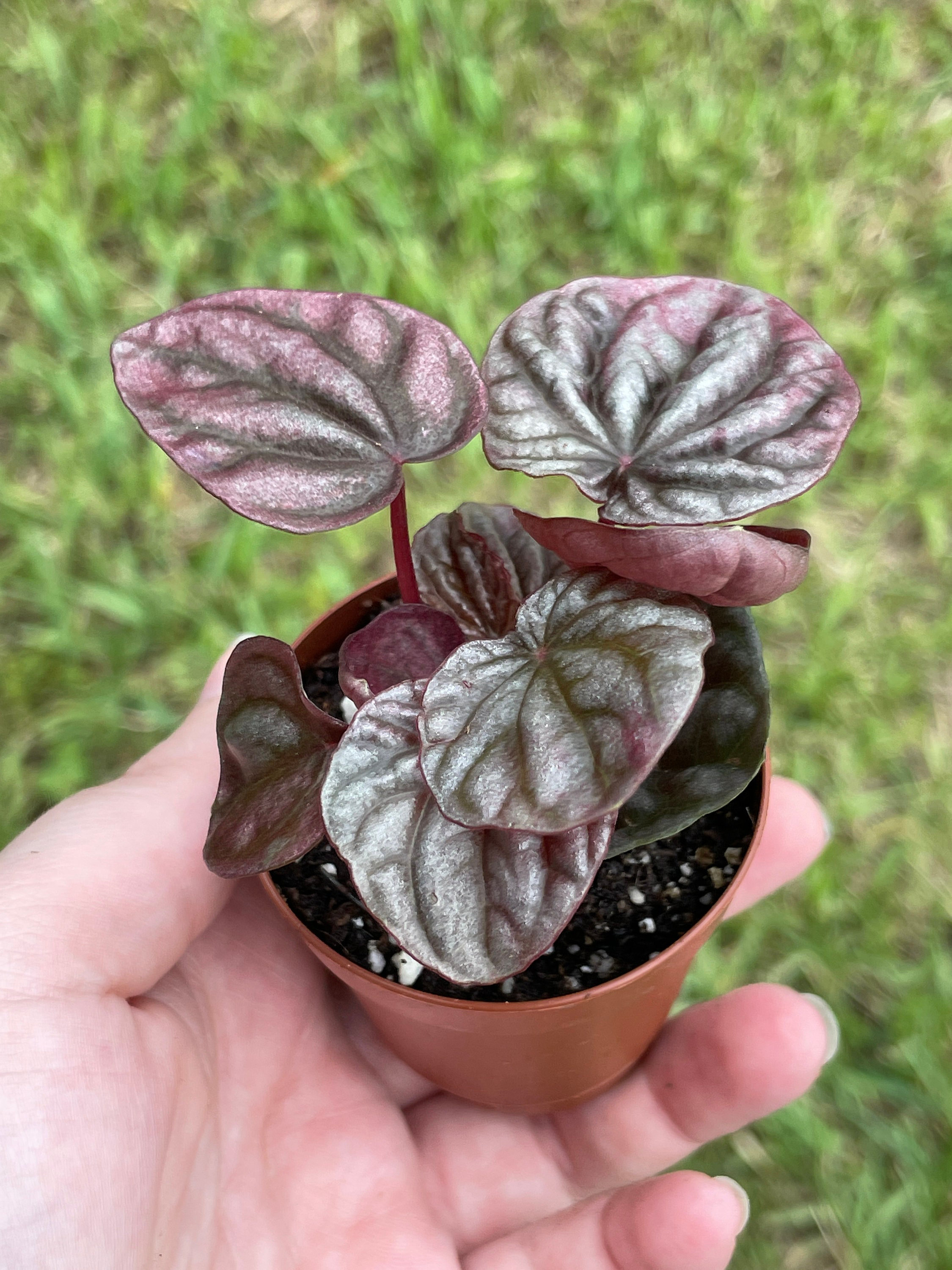 Florida House Plants Red Peperomia Caperata Red Emerald Ripple Frost ...