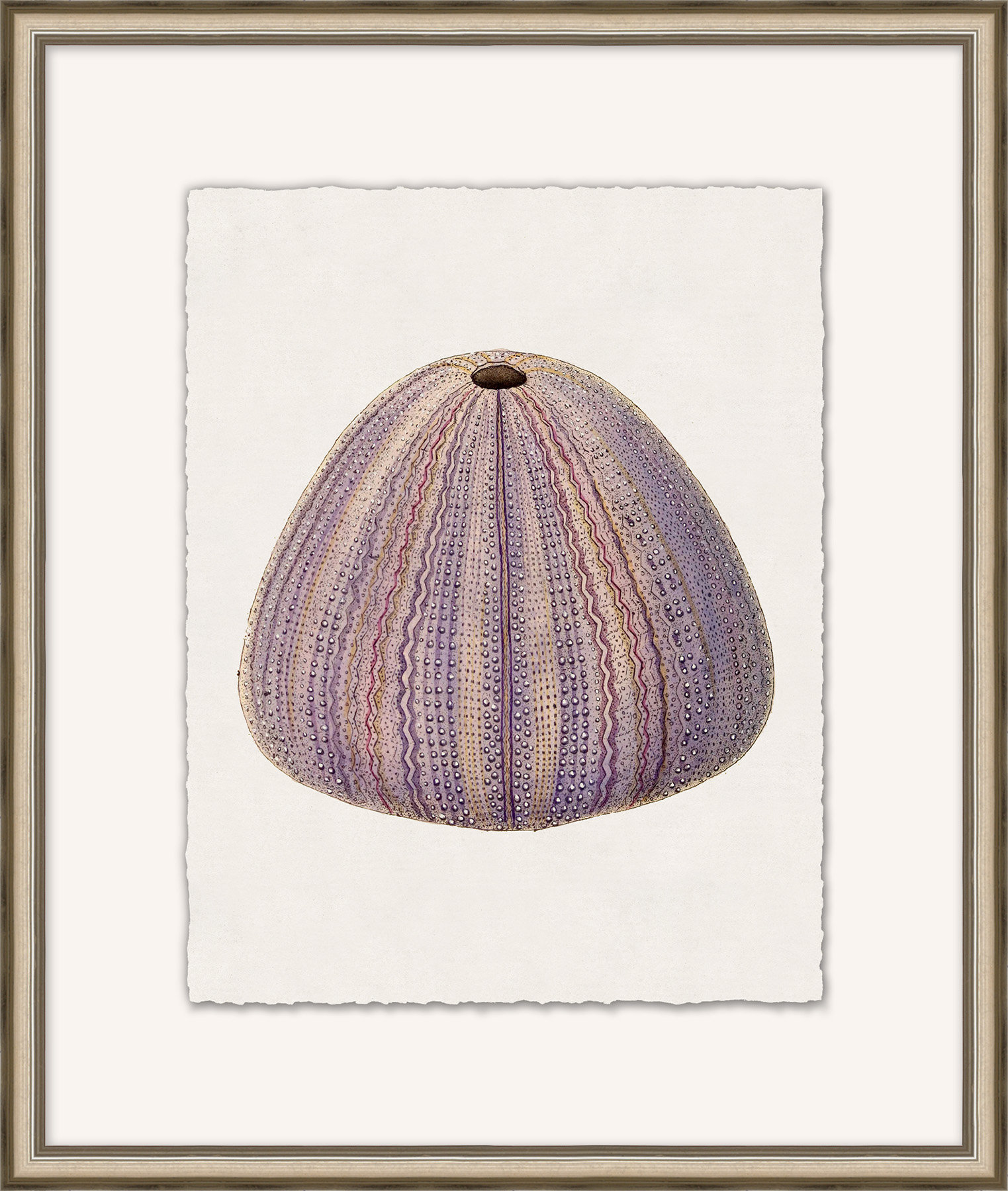 Wendover Art Group Mauve Shell Study 1 - Picture Frame Painting on ...