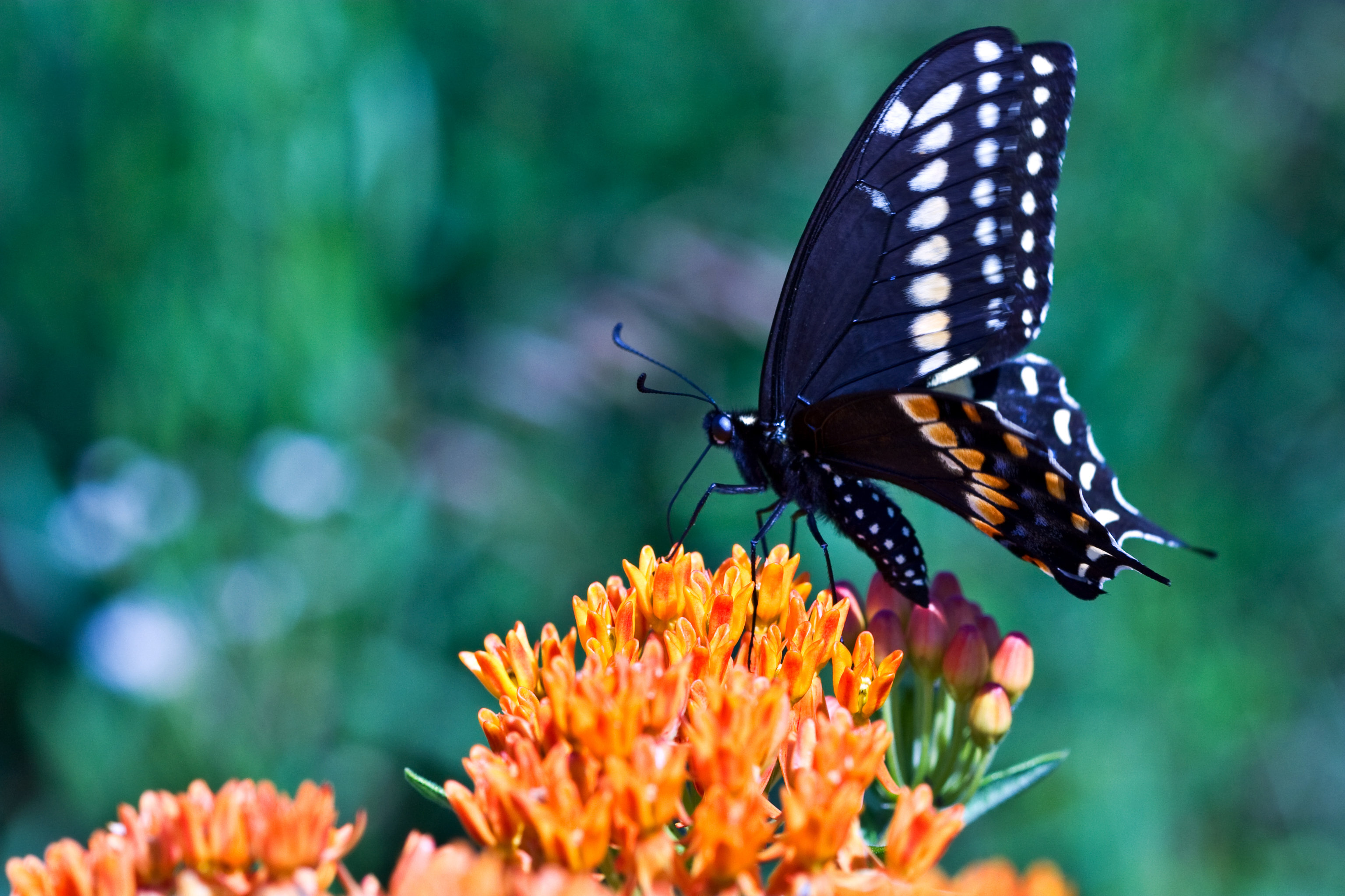 17 Stories Arcelia Swallowtail Butterfly by StephanieFrey - Print ...