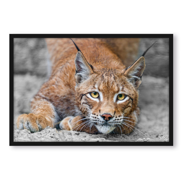 Latitude Run Large Vigilant Lynx - Single Picture Frame Print | Wayfair ...