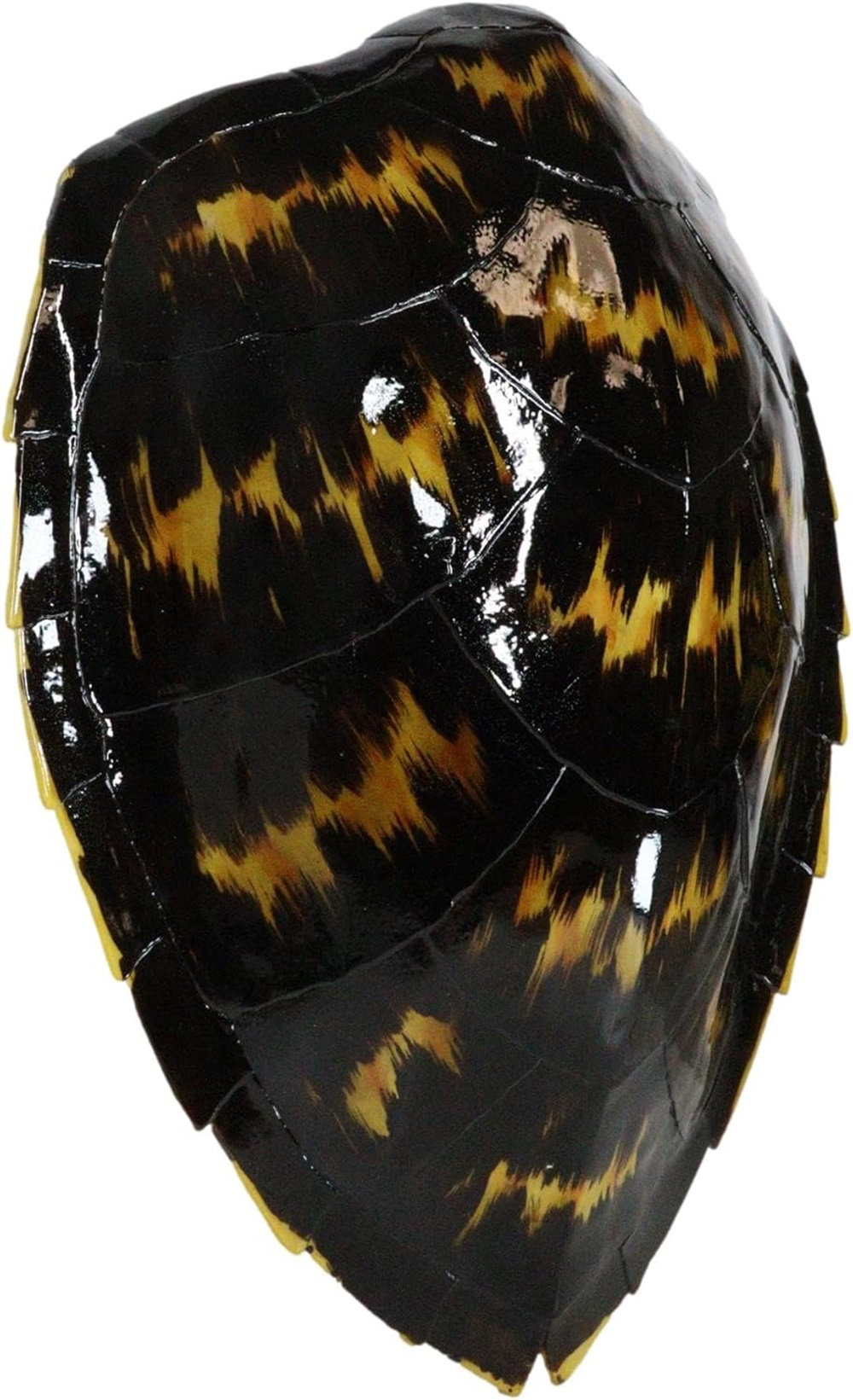 Rosecliff Heights Large Nautical Marine Black Tone Faux Hawksbill ...