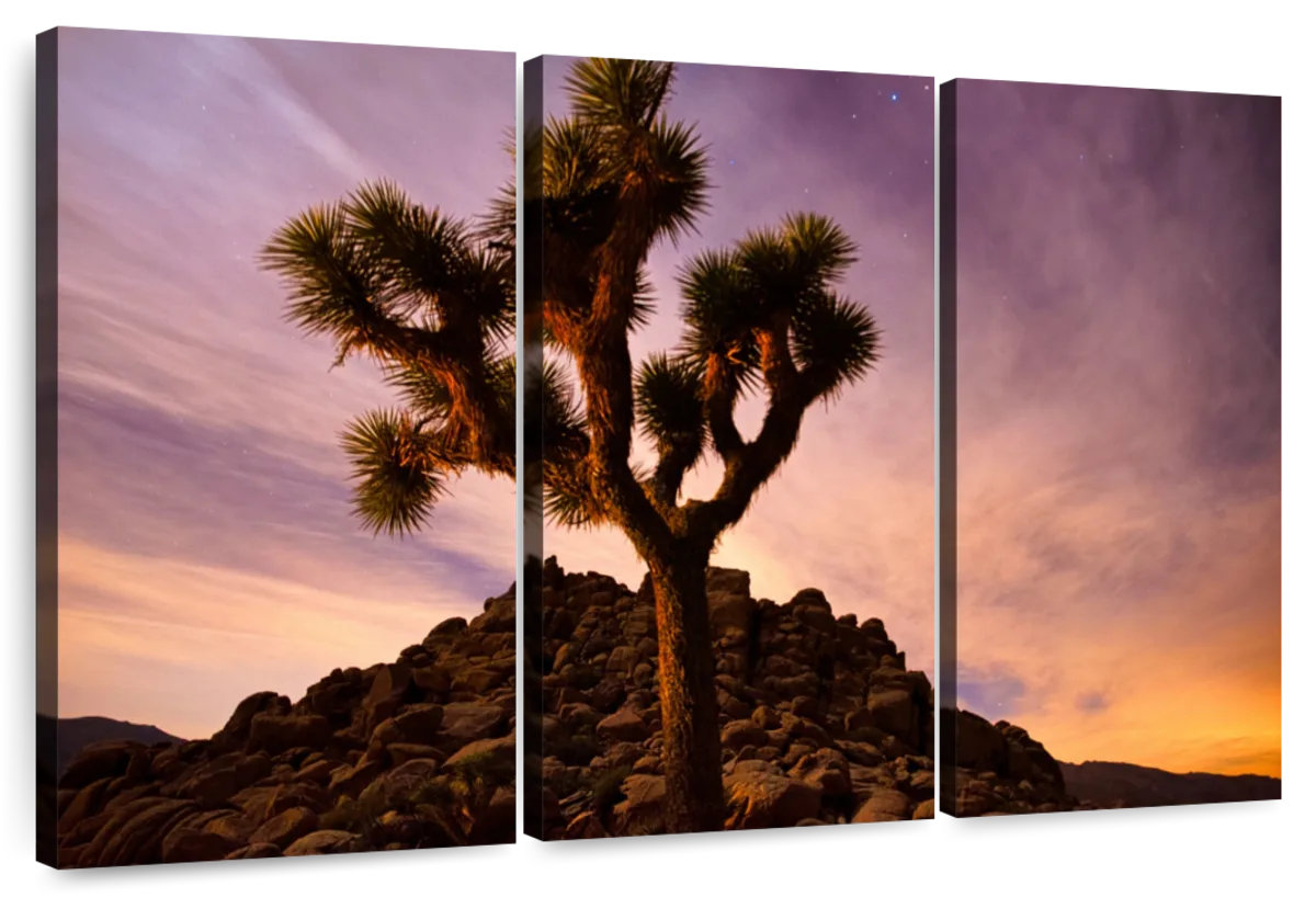 Elephant Stock Dusky Joshua Tree | Wayfair