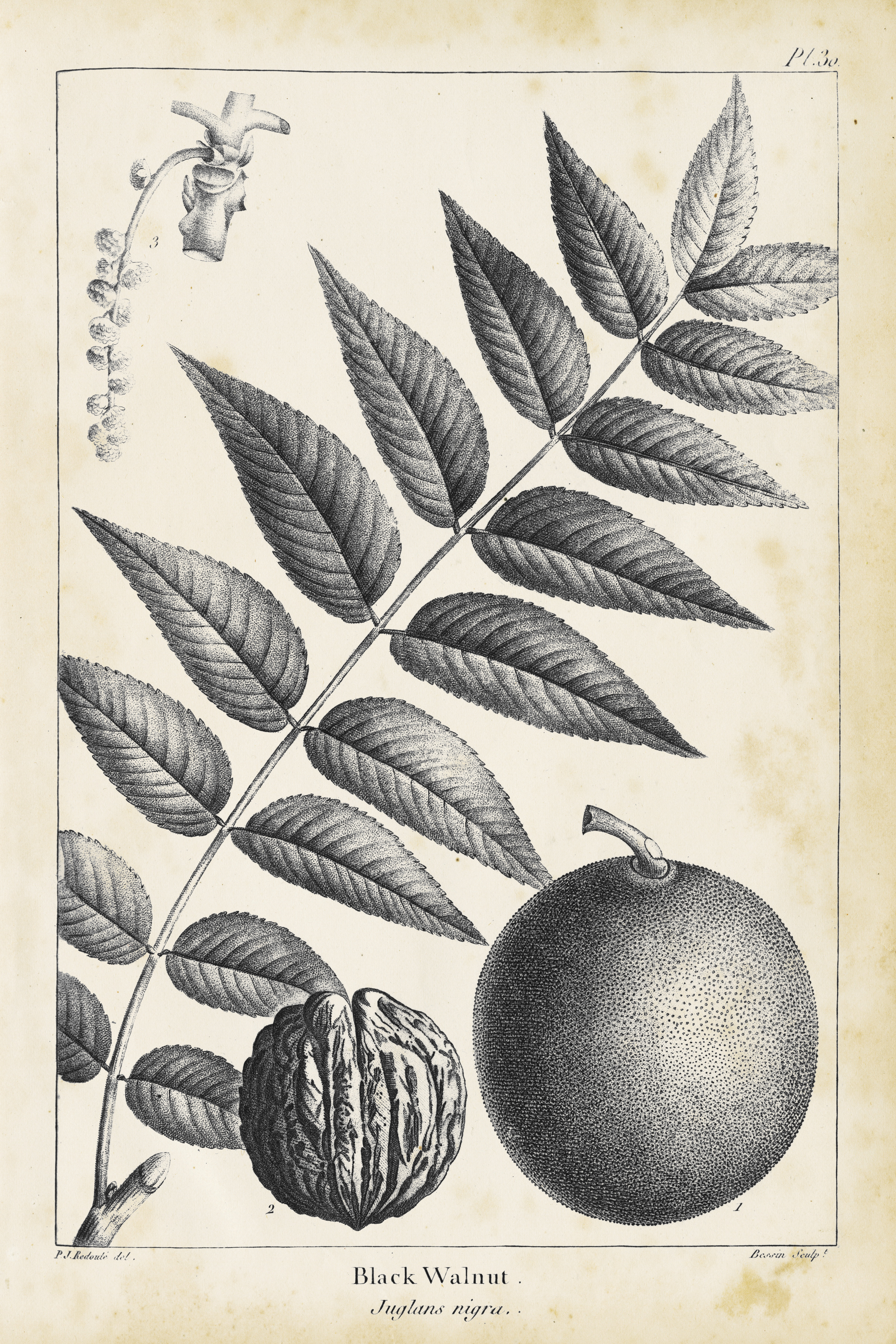 Rosalind Wheeler Vintage Black Walnut Tree by Thomas Nuttall - Drawing ...