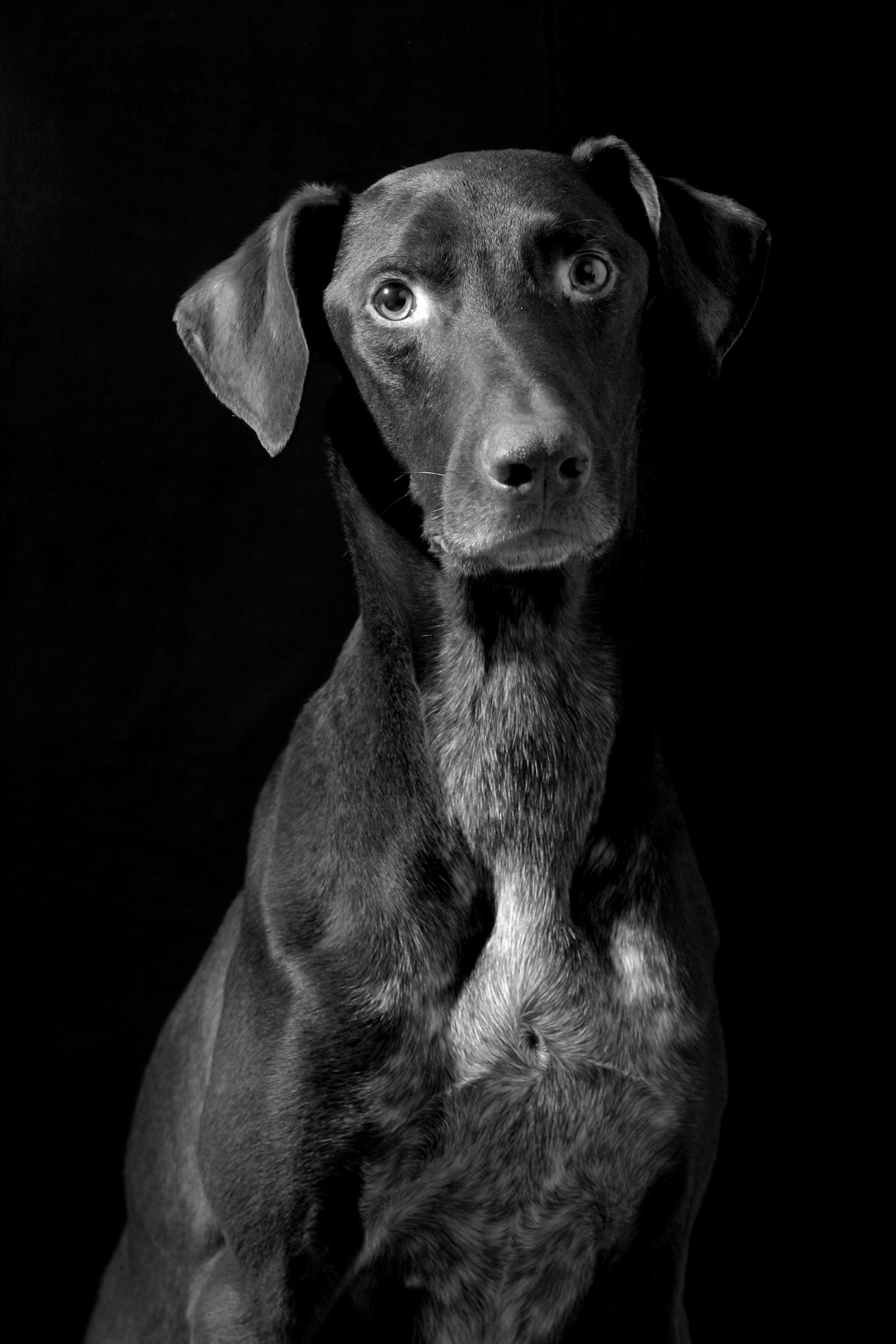 Ebern Designs German Pointer Dog by Sensorspot | Wayfair