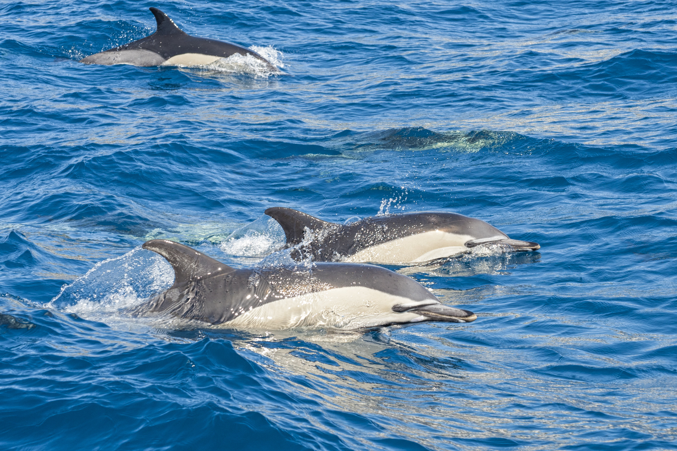 Highland Dunes Dolphins In The Ocean - Wayfair Canada