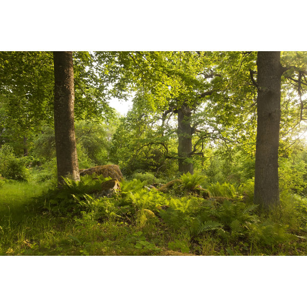 Wildon Home® Orrtanna Forest In Ã…Holmen | Wayfair