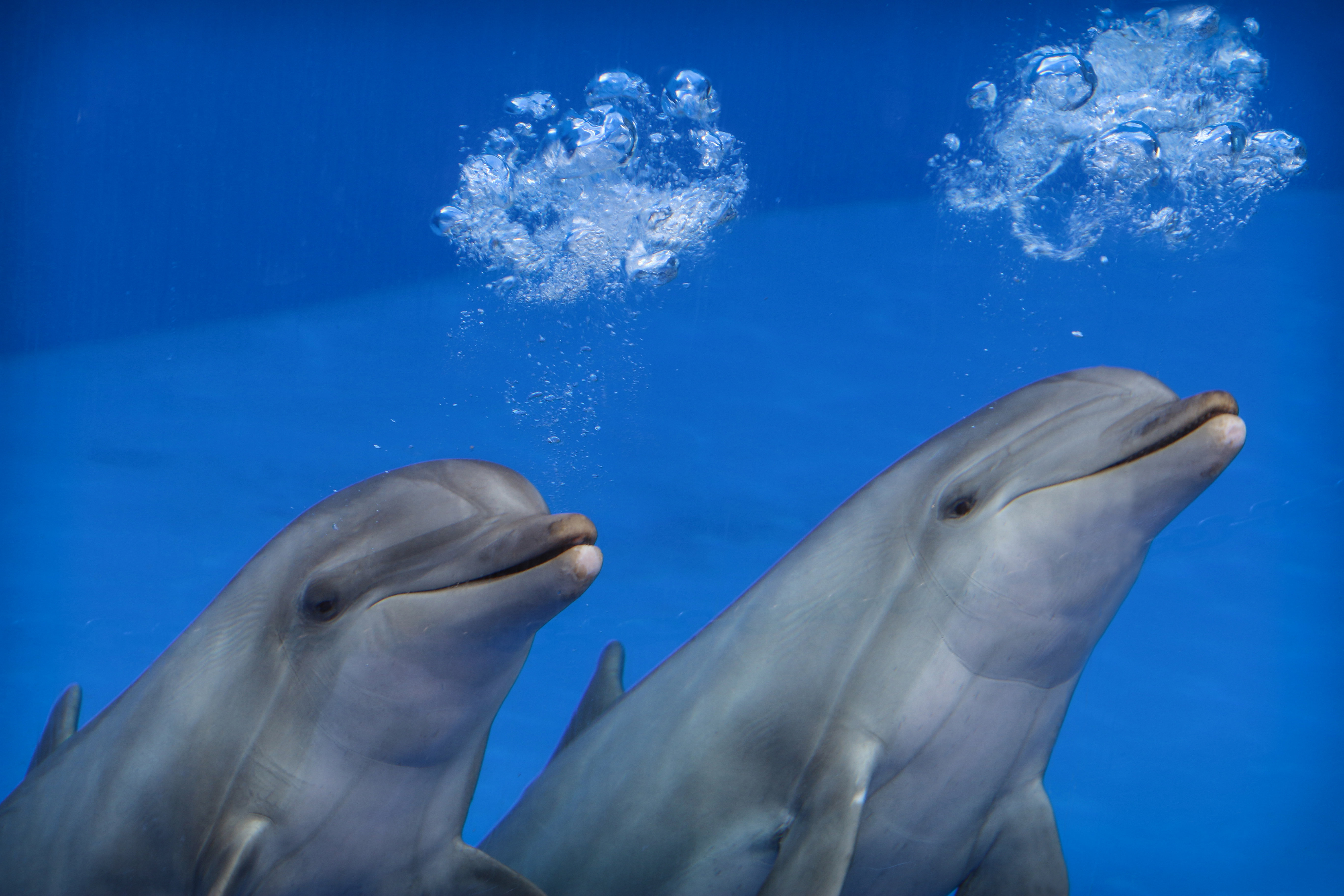 House of Hampton Dolphins by Cmbbombardier - Wrapped Canvas Photograph ...