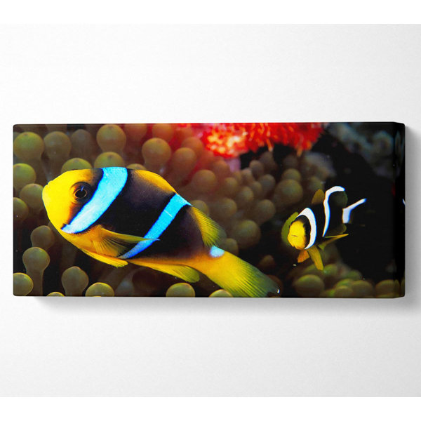 Highland Dunes Neon Clown Fish - Print | Wayfair.co.uk