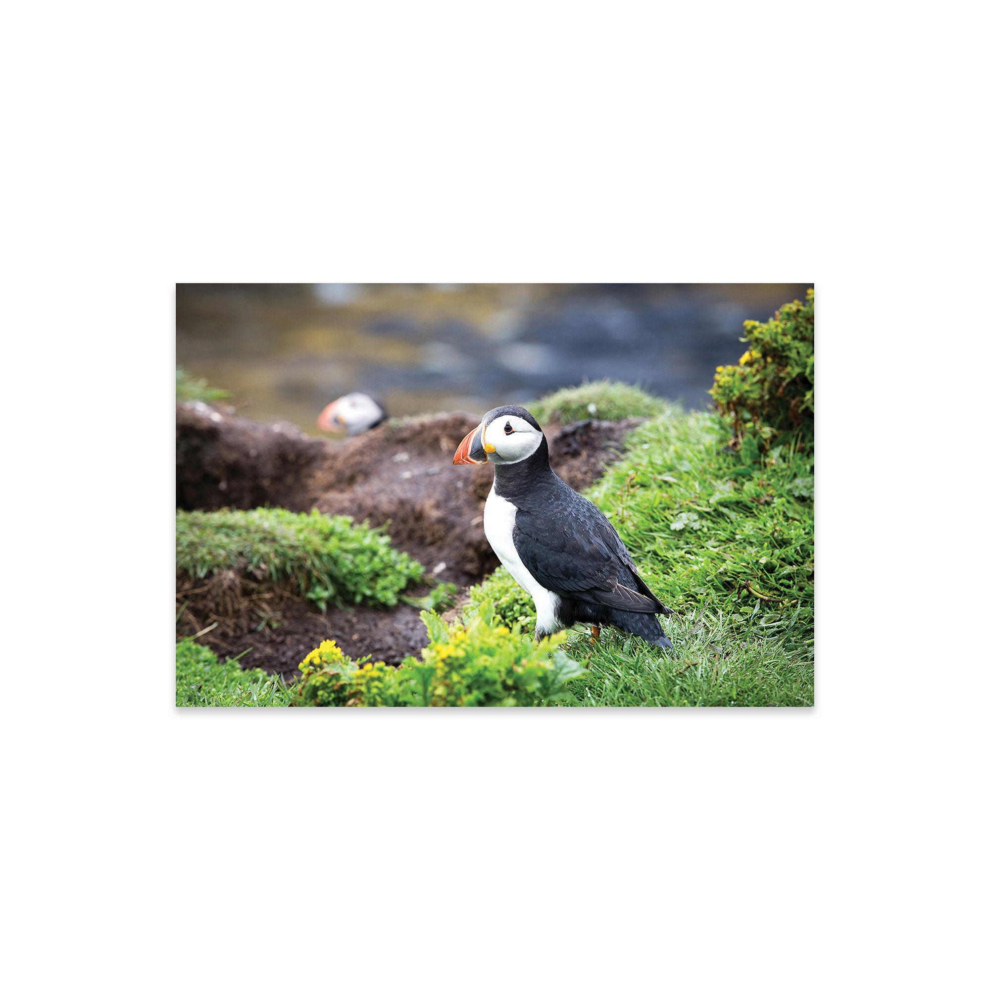 Ebern Designs Puffin, Scotland On Plastic / Acrylic by Jane Rix ...